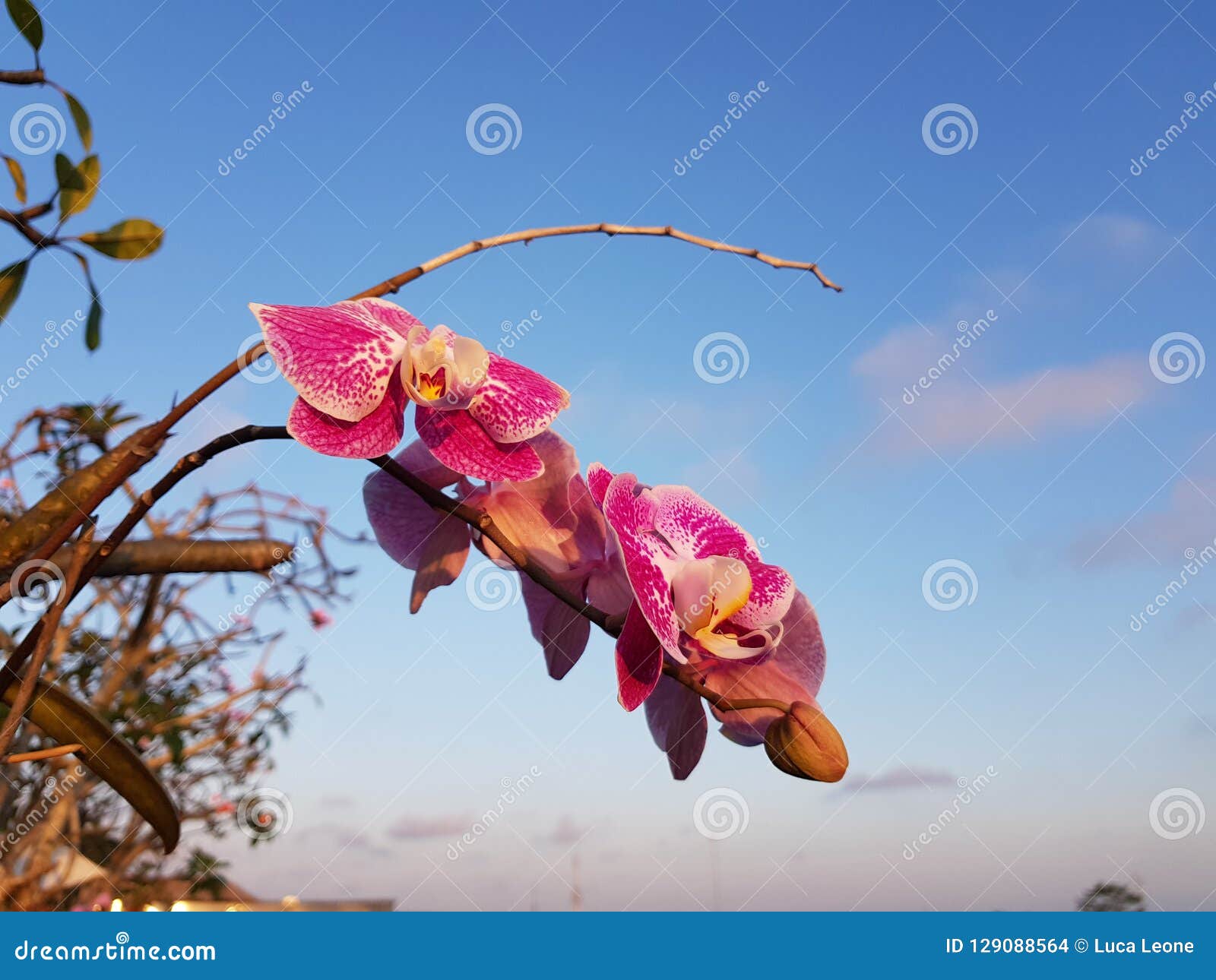 Pink orchidea stock photo. Image of sunset, orchidea - 129088564