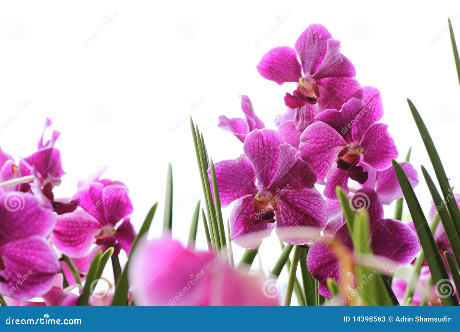 Pink orchids stock image. Image of horizontal, background - 14398563