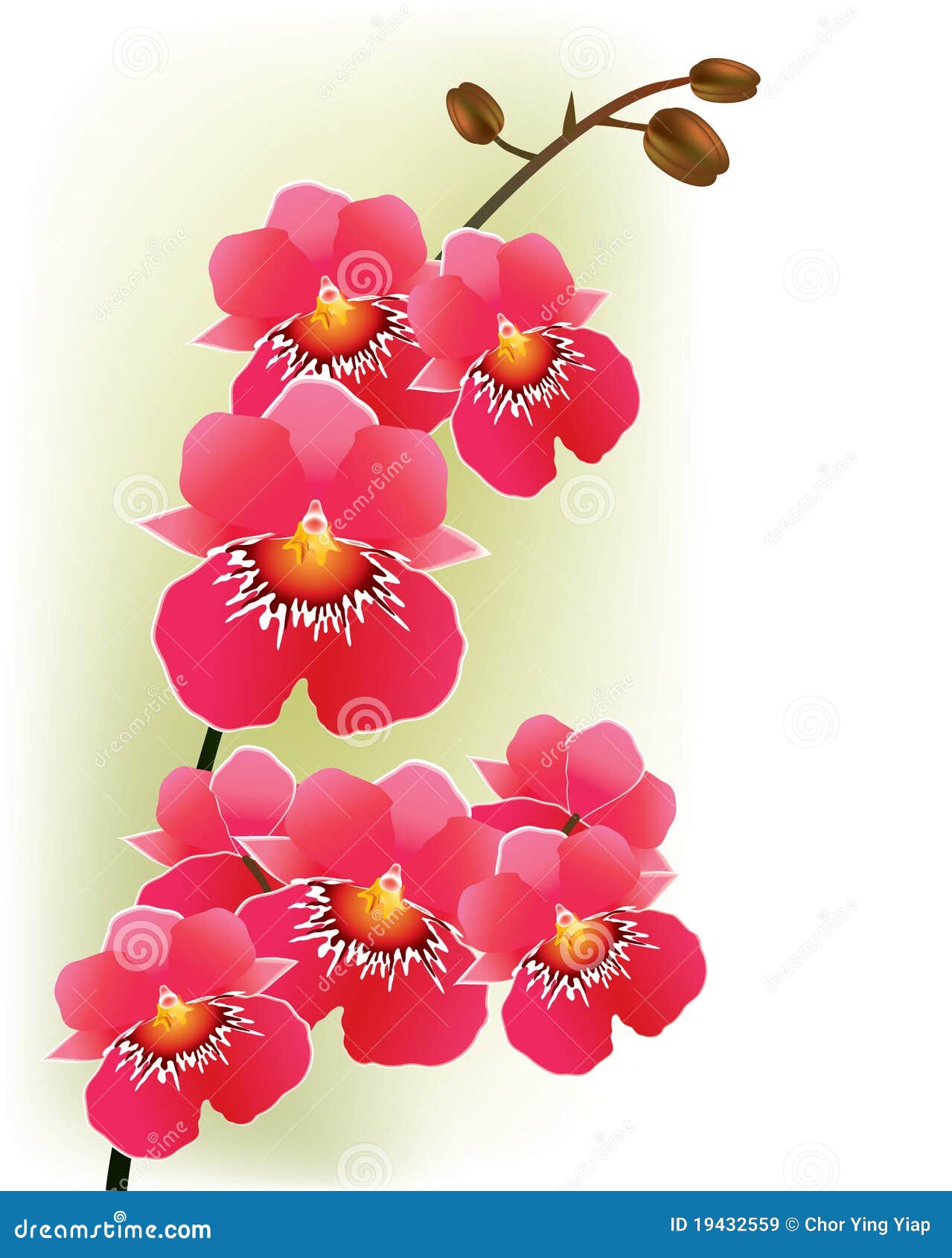 Pink Orchids stock vector. Illustration of bright, love - 19432559