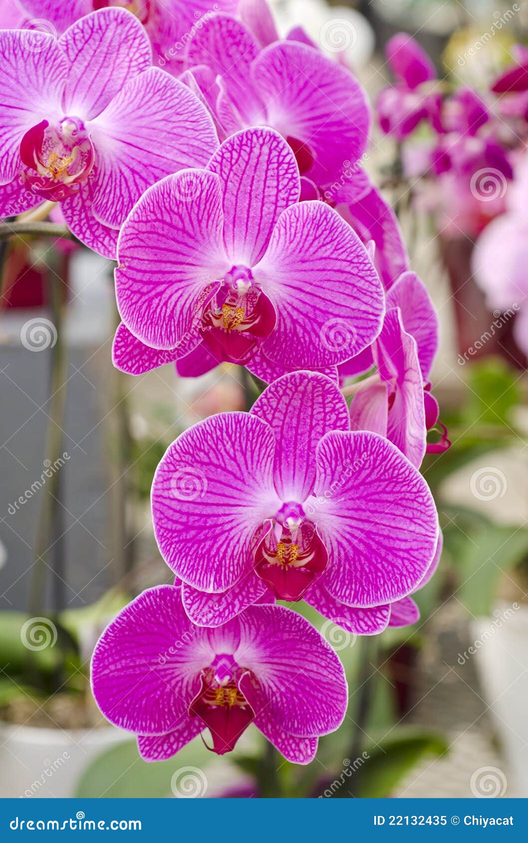 Pink Orchids stock image. Image of full, pretty, bright - 22132435