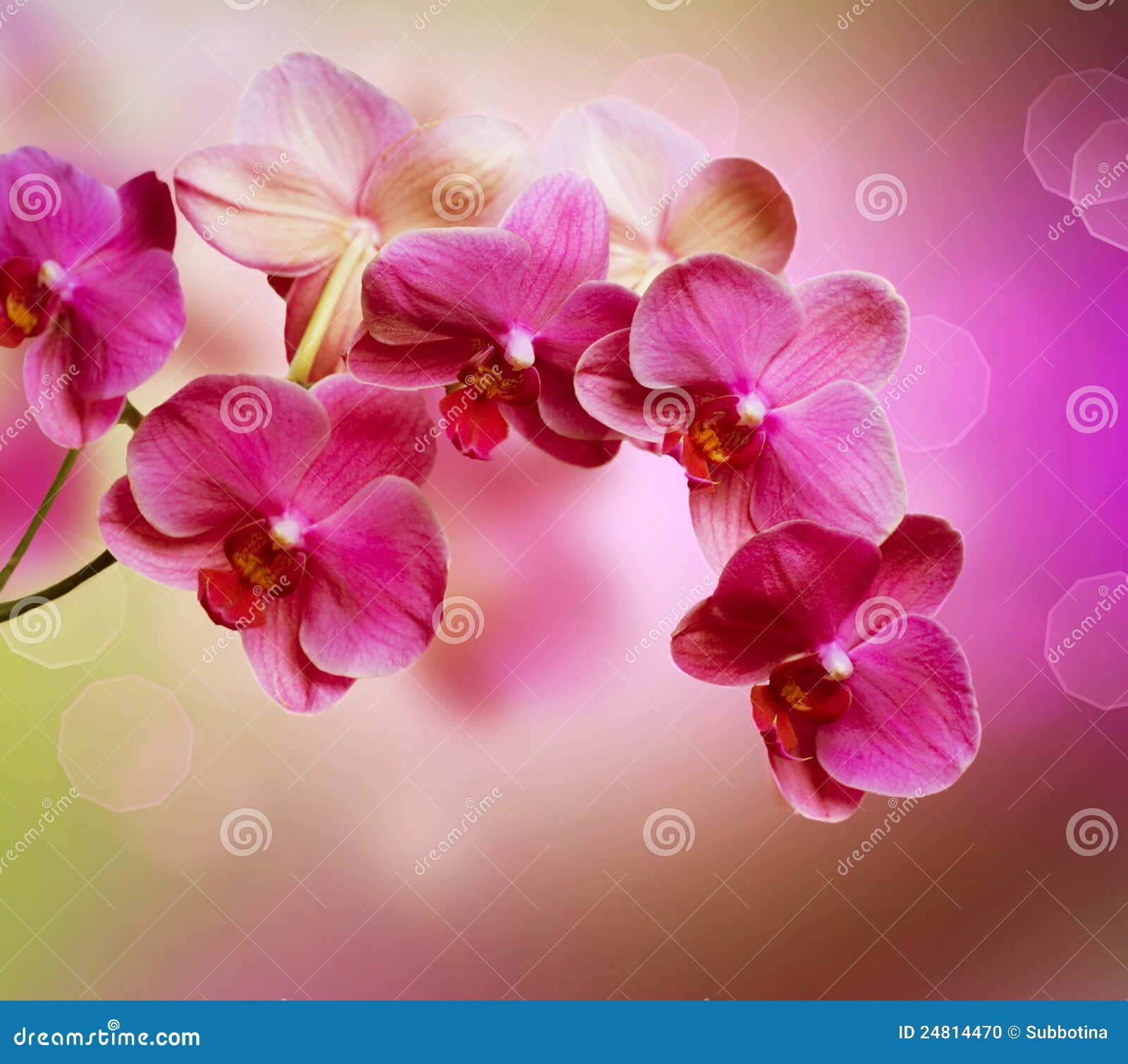 Pink Orchids stock photo. Image of background, botany - 24814470