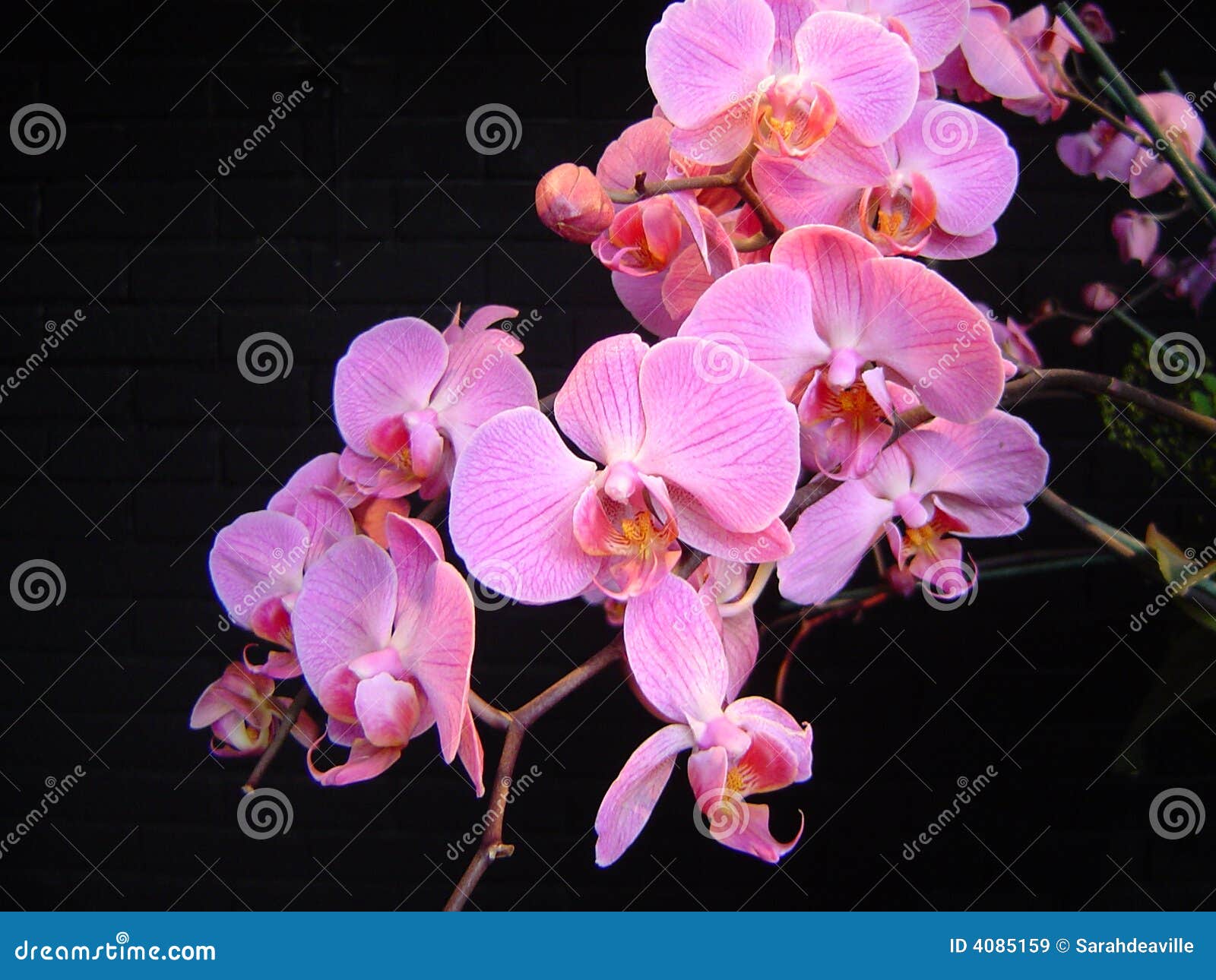 Pink Orchids stock image. Image of botanical, phalaenopsis - 4085159