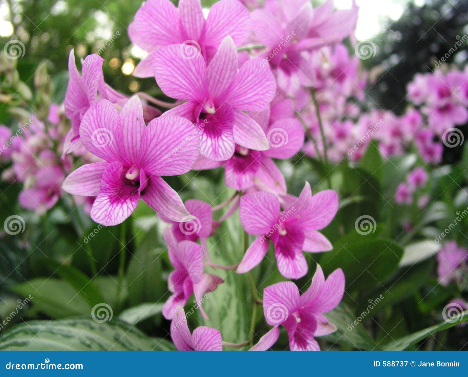 Pink orchids stock image. Image of garden, orchids, veined - 588737