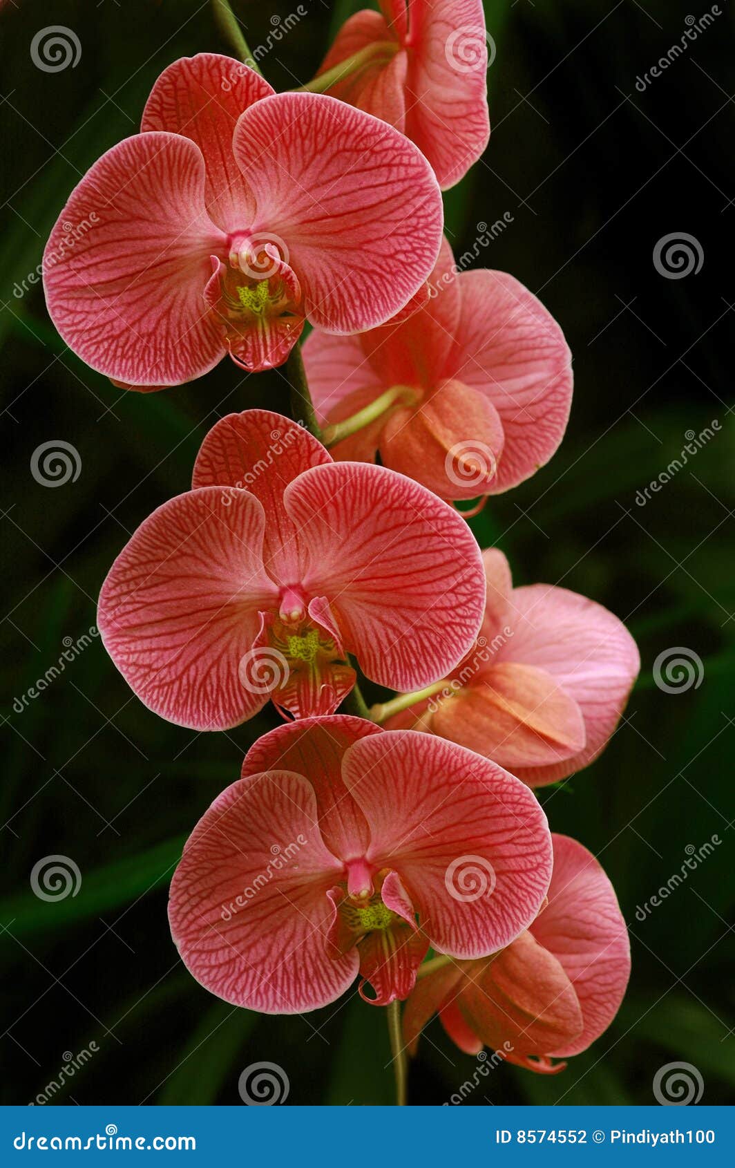 Pink Orchids stock photo. Image of garden, naturally, floral - 8574552