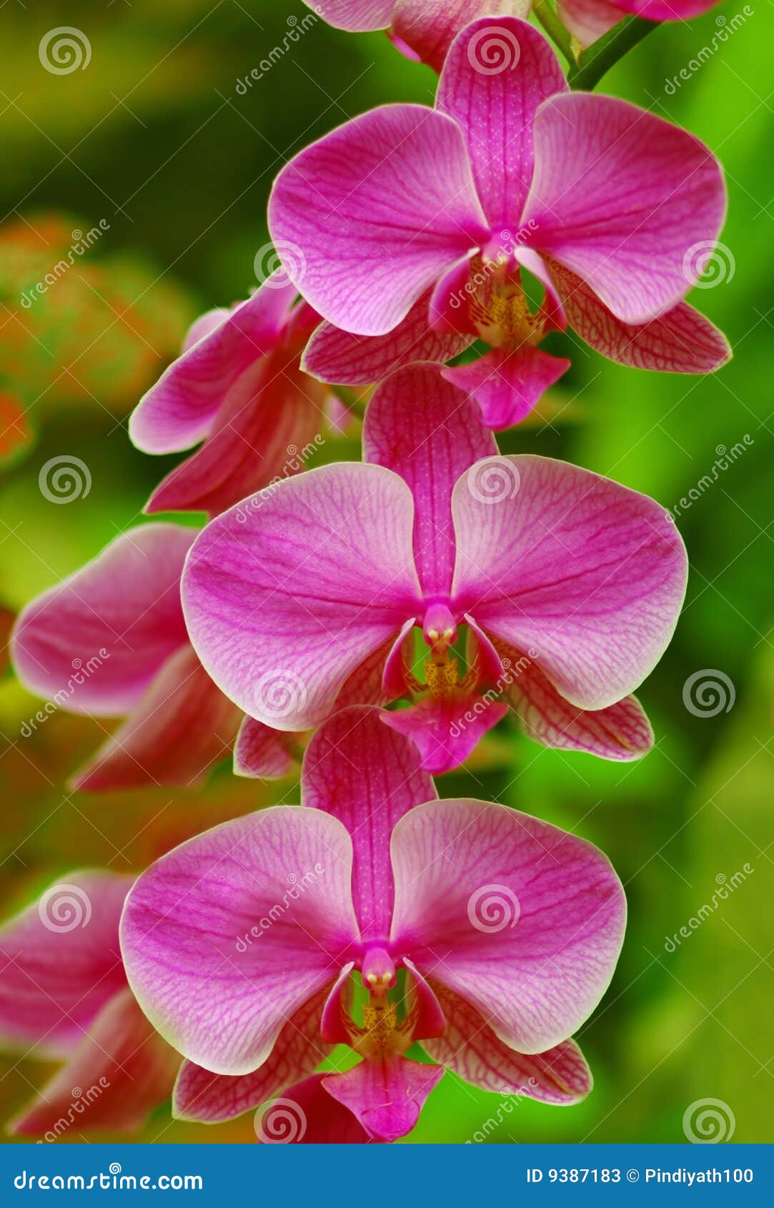 Pink Orchids stock image. Image of natural, elegant, beauty - 9387183