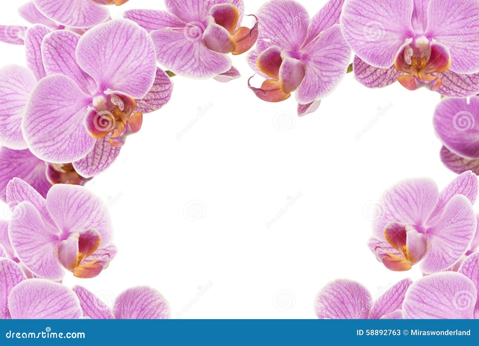 Orchids Frame Stock Photography | CartoonDealer.com #4659872
