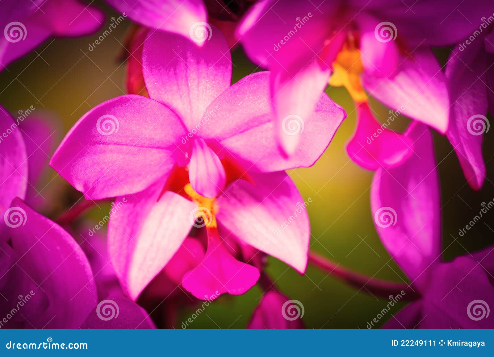 Pink orchids background stock image. Image of beautiful - 22249111