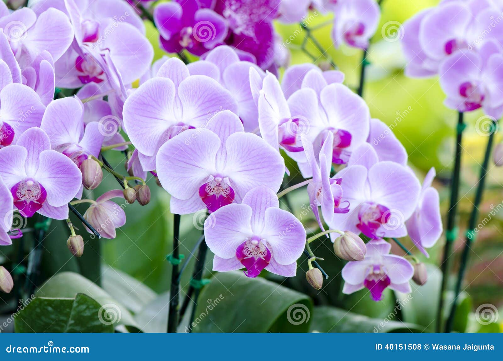 Pink orchids stock photo. Image of beautiful, botany - 40151508