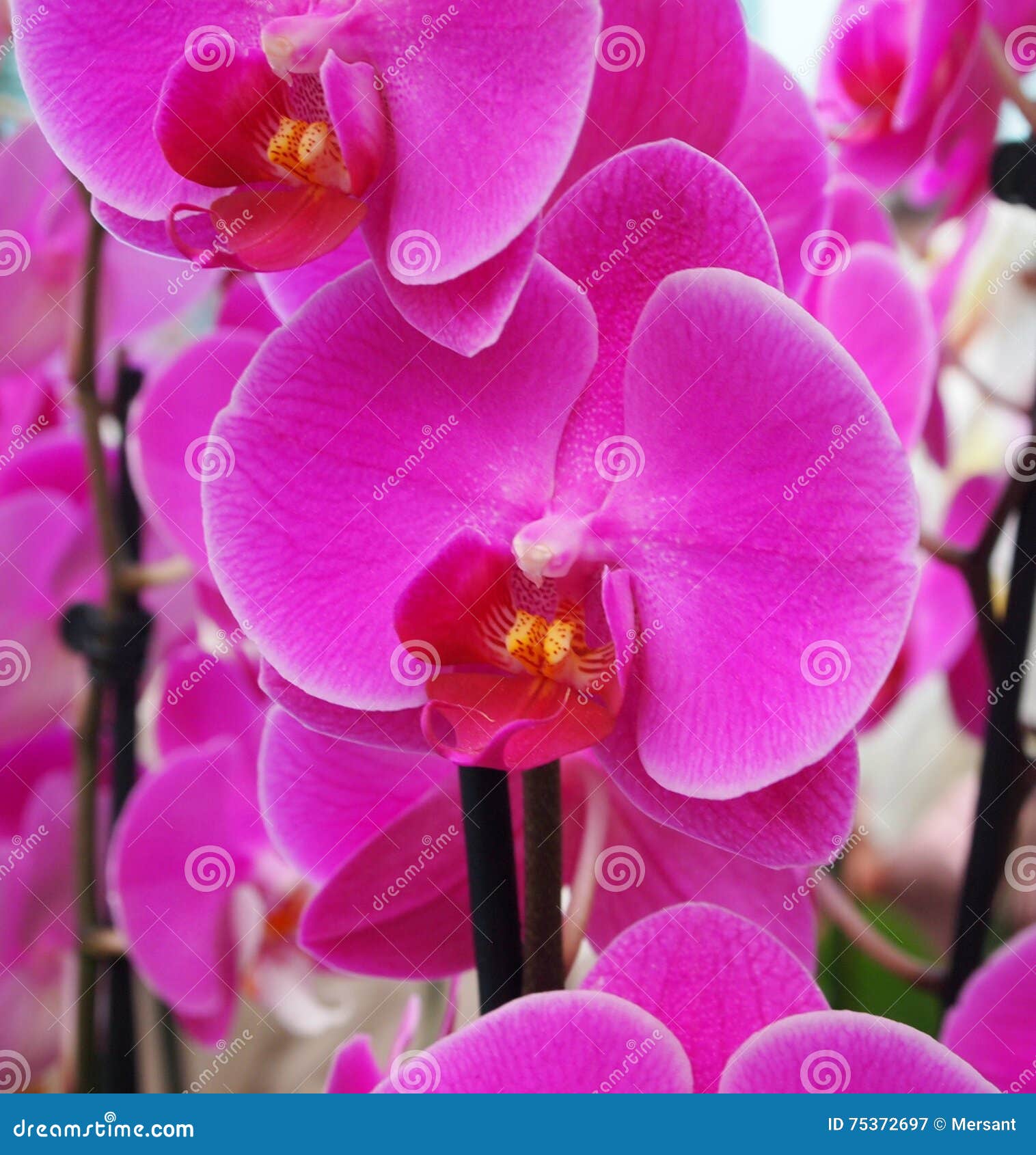 Pink orchids stock image. Image of phalaenopsis, botany - 75372697