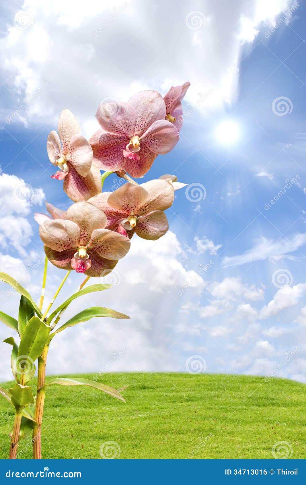 Pink Orchids on Grass Field and Sun. Stock Photo - Image of isolated ...
