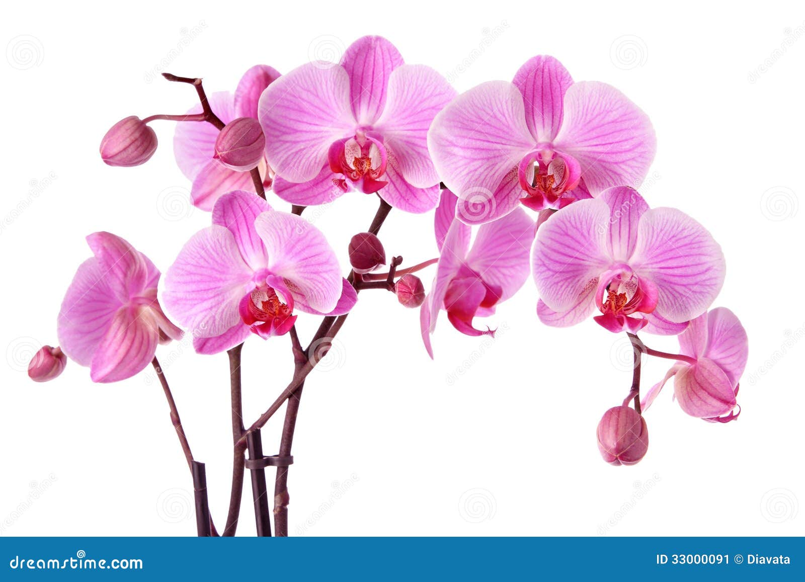 Pink orchids stock image. Image of blooming, blossom - 33000091