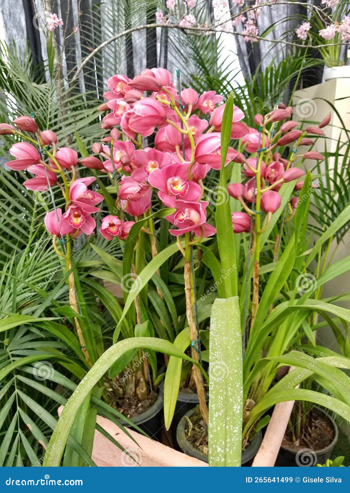 Pink Orchids in Small Vases at an Exhibition Beautiful Green Flowers ...