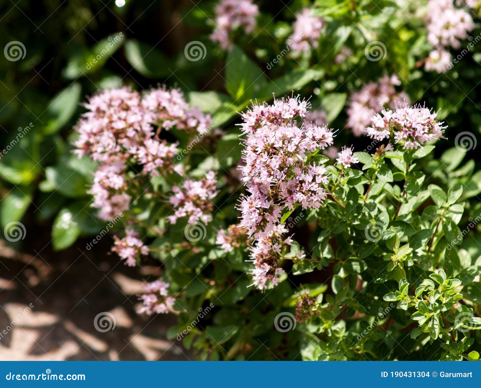 Pink Oregano Blossom in the Garden Stock Photo - Image of fresh, flora ...