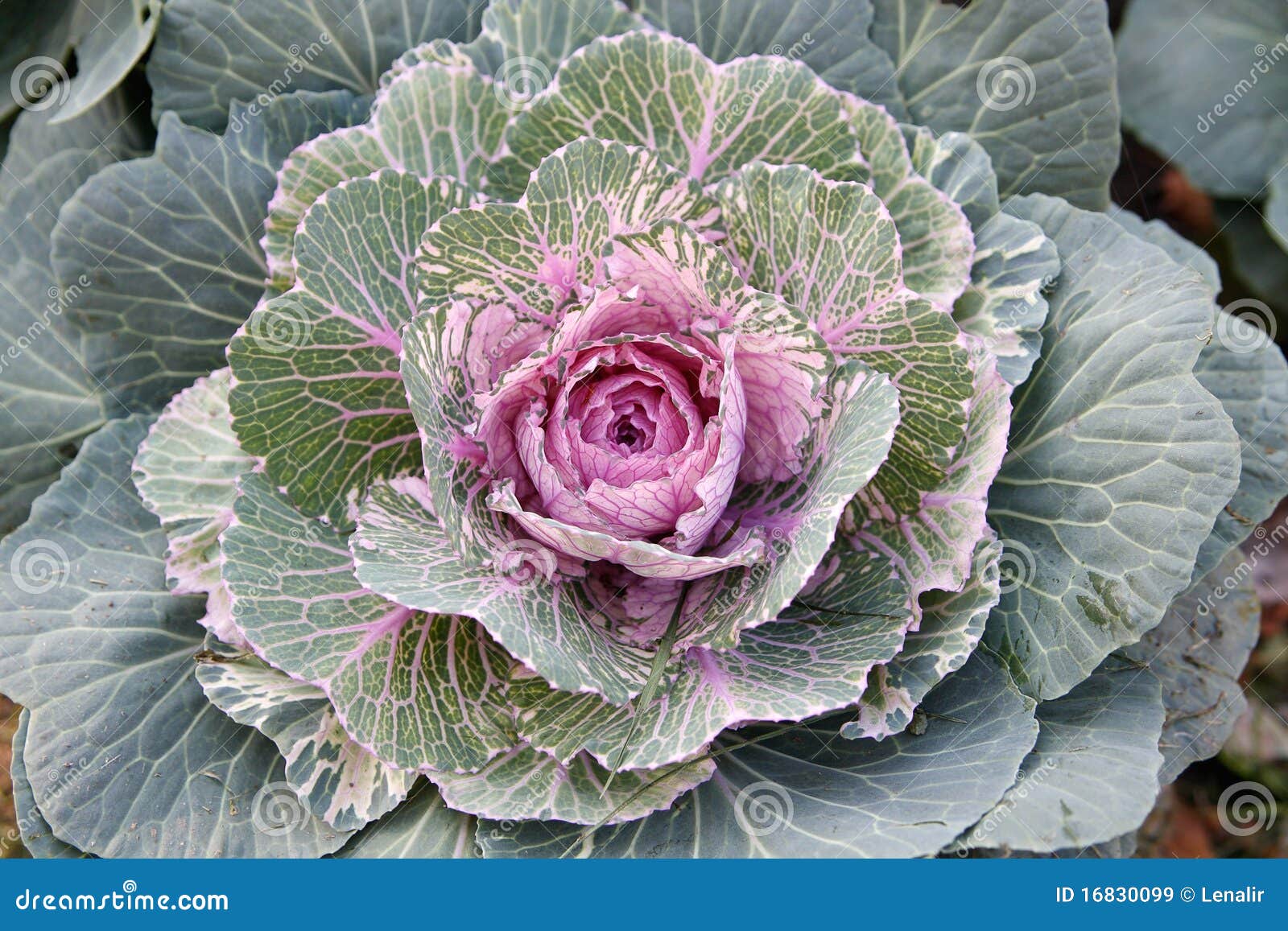 Pink ornamental cabbage stock image. Image of pink, decorative - 16830099