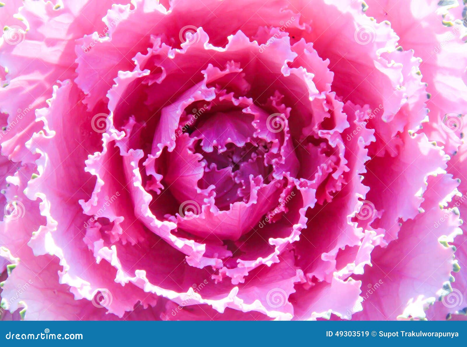 Pink ornamental cabbage stock image. Image of organic - 49303519