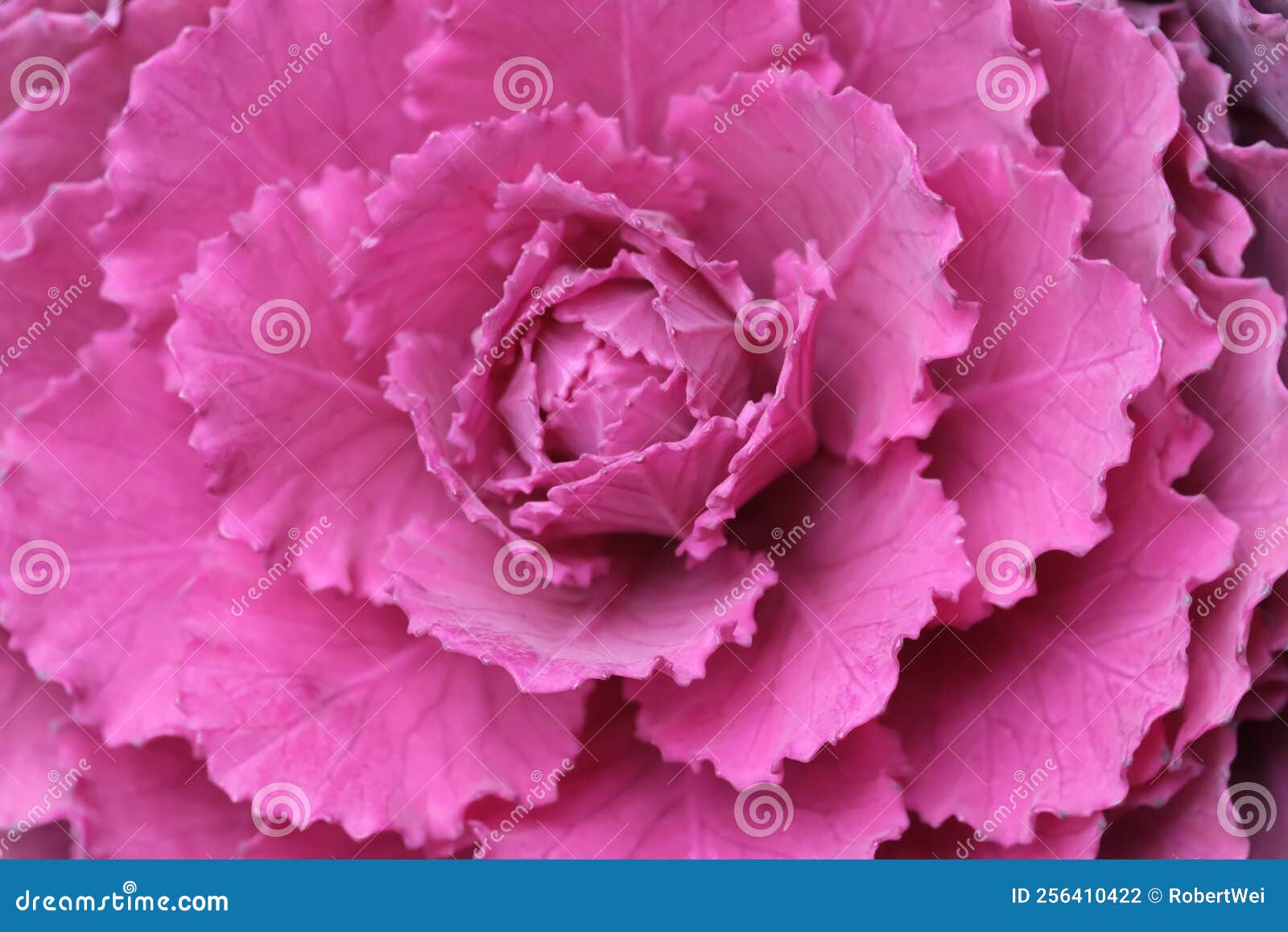Pink Ornamental Kale Full Frame Background Stock Photo - Image of ...
