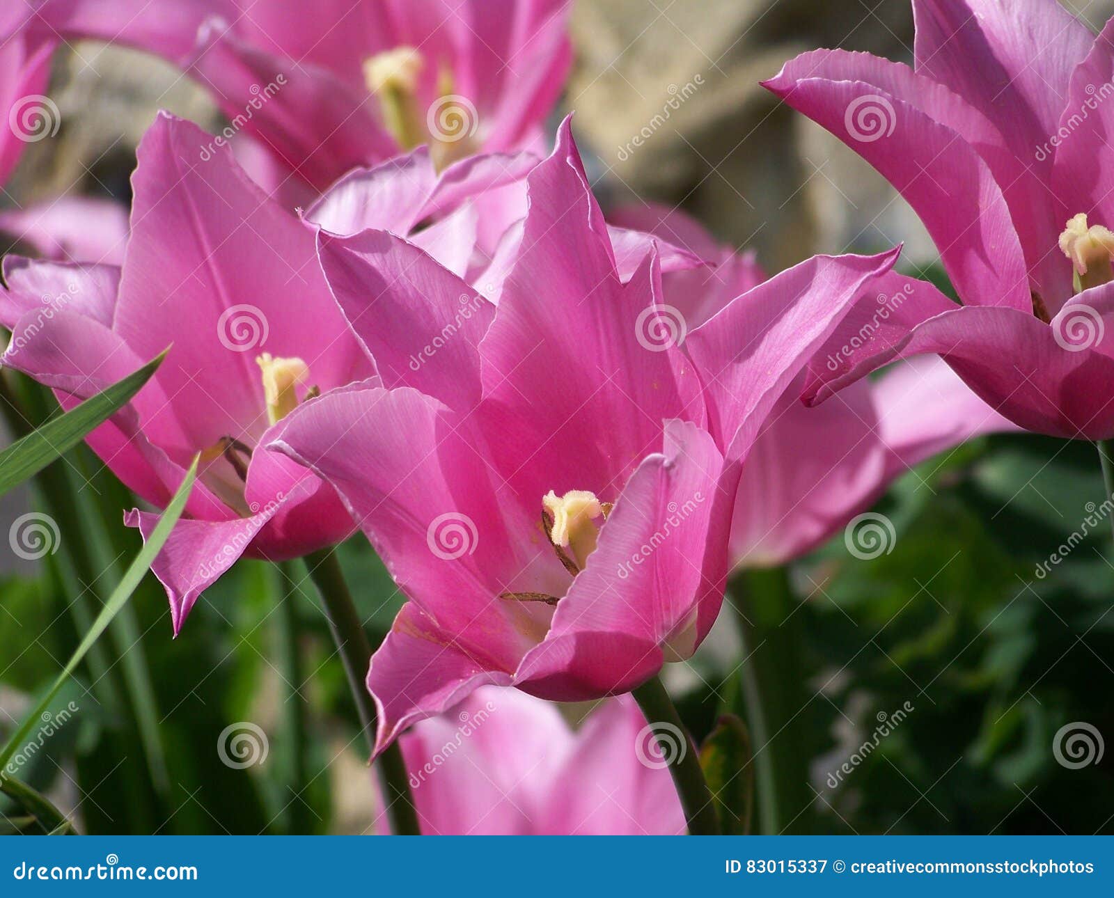 Pink Outdoor Flowers Picture. Image: 83015337