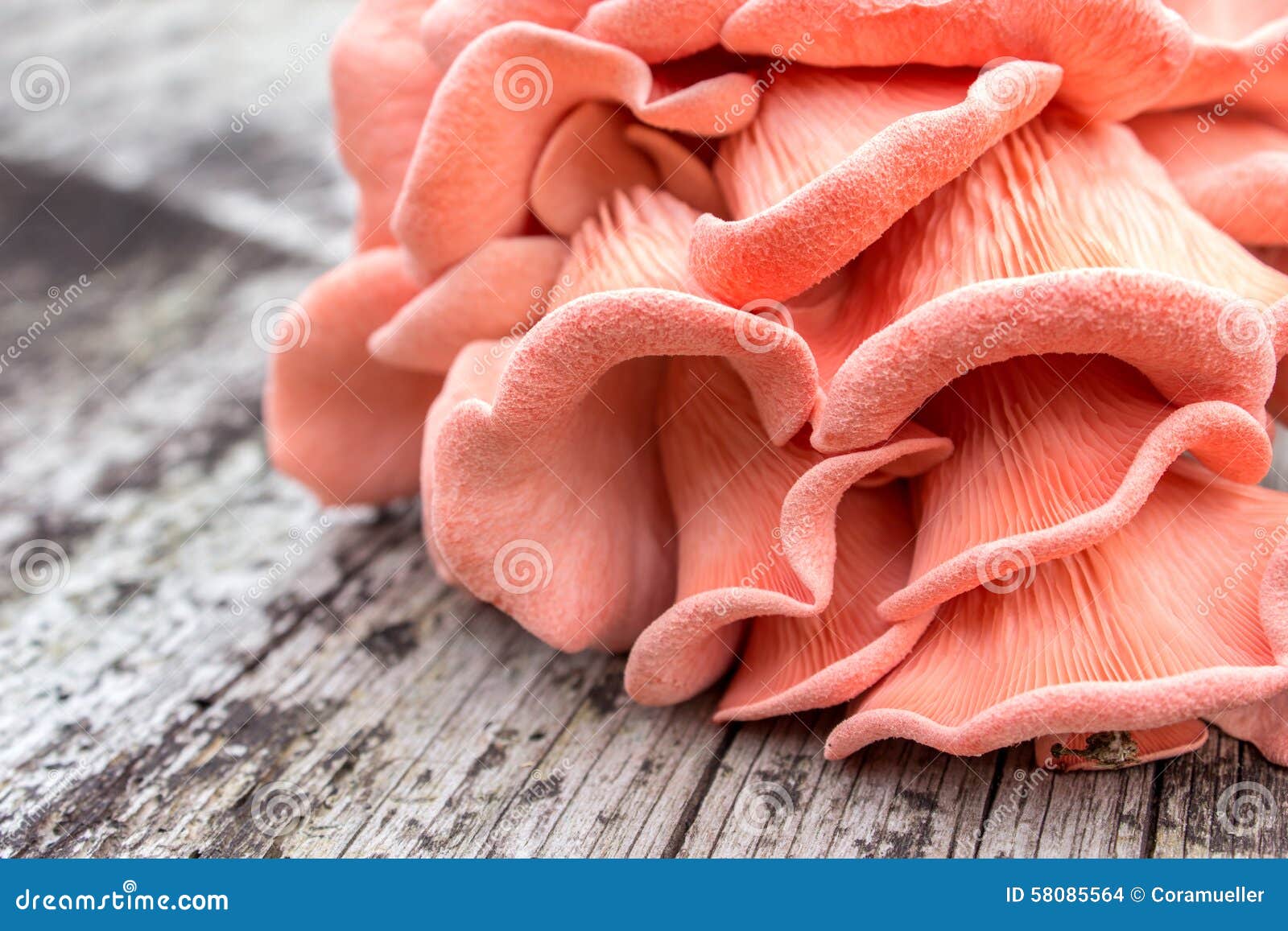 Pink Oyster Mushroom stock photo. Image of pleurotus - 58085564