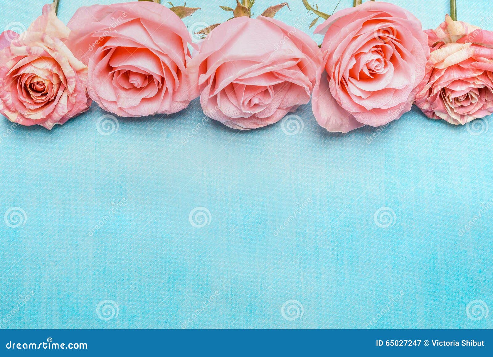 Pink Pale Roses Border on Blue Background Stock Image - Image of color ...