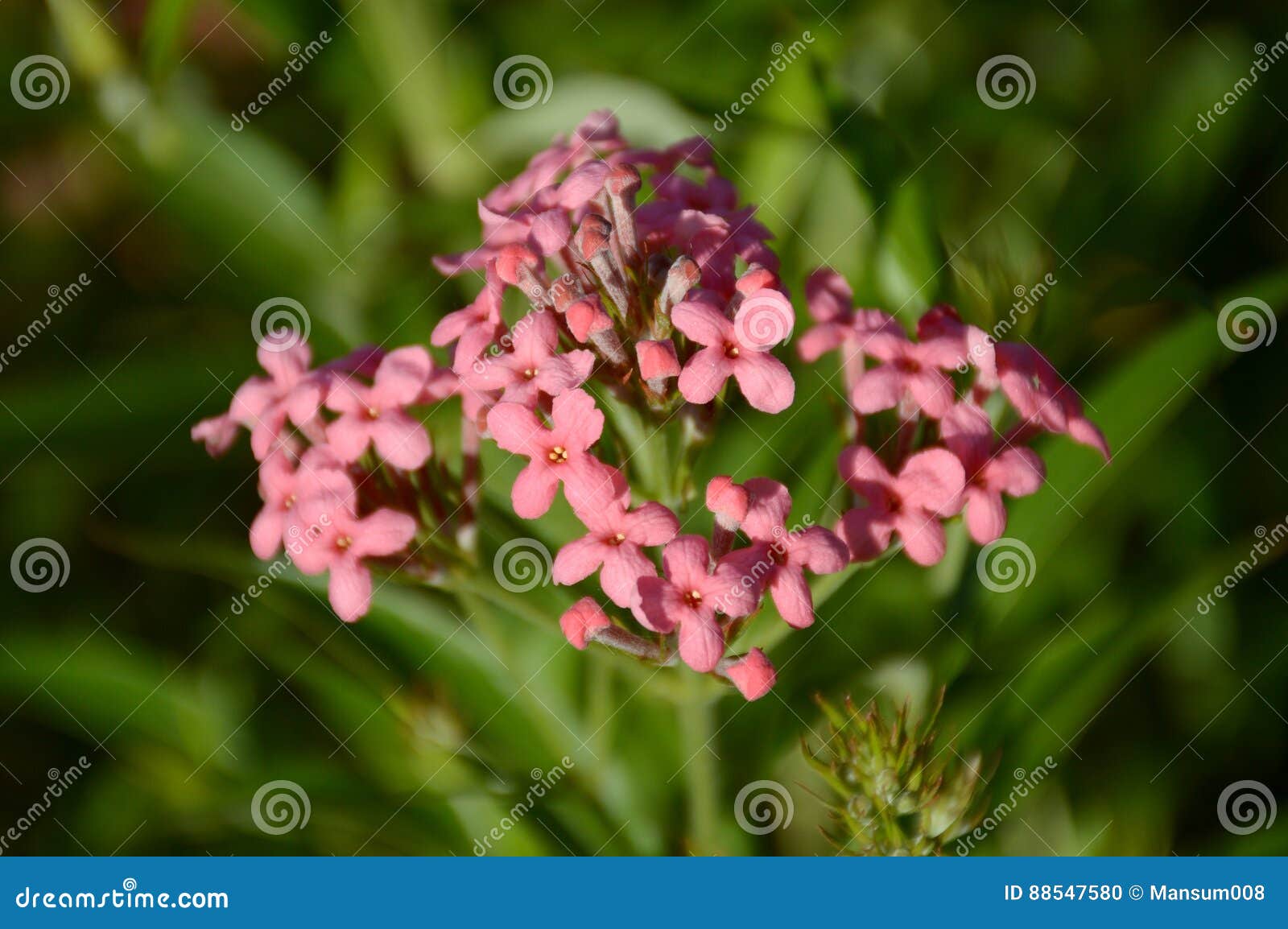 Pink panama rose flower stock photo. Image of blossom - 88547580