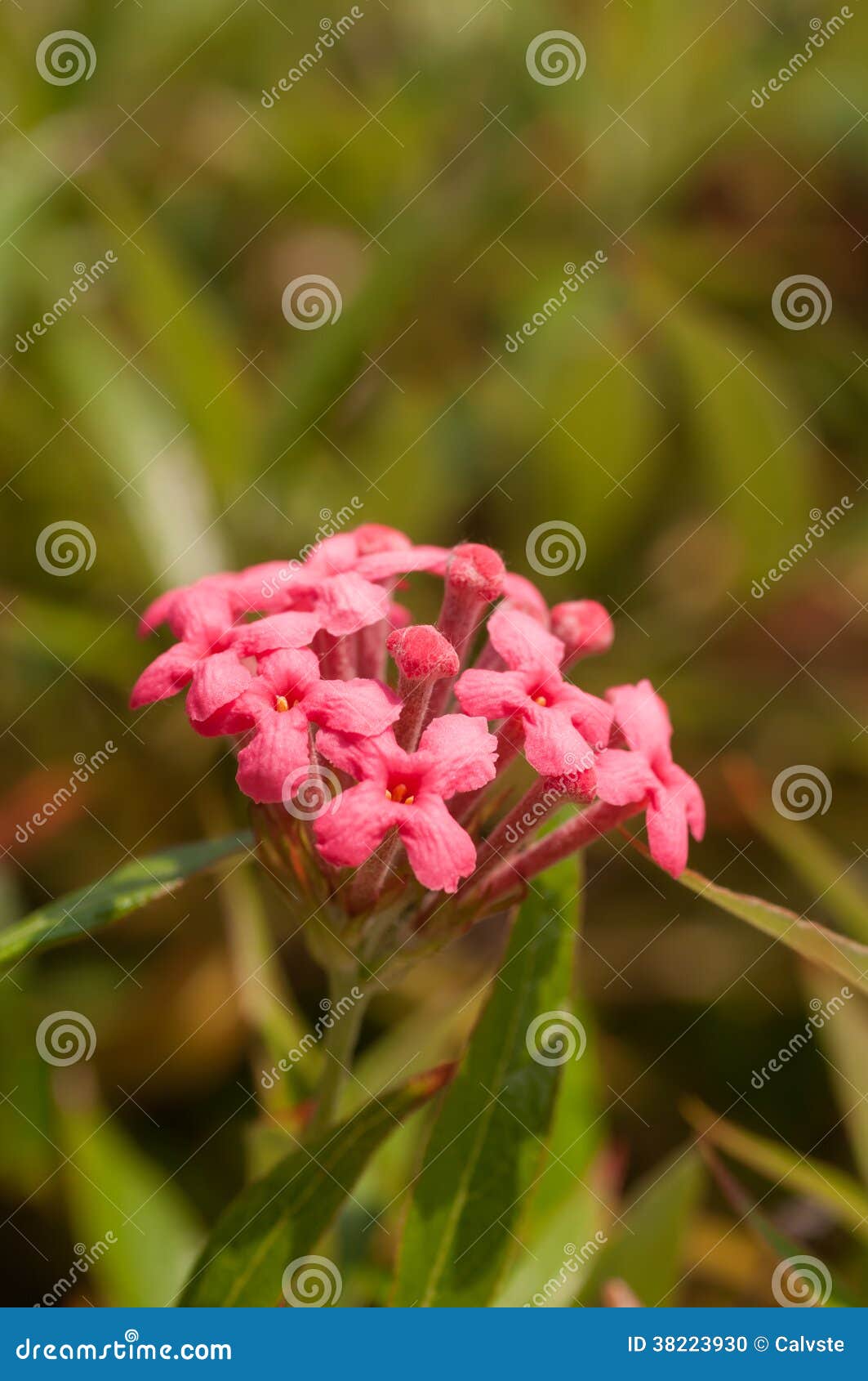 Pink Panama Rose Flowers with Leaves Background Stock Photo - Image of ...