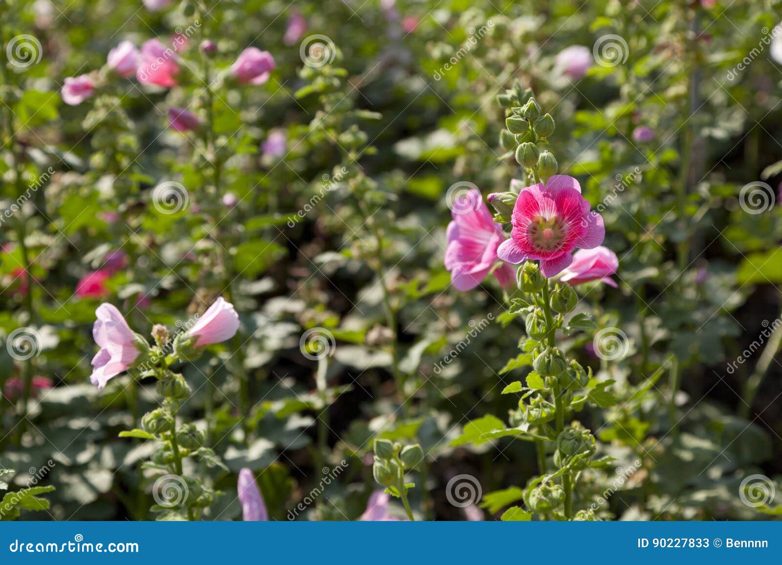 Pink Papaveraceae stock image. Image of closeup, divergent - 90227833