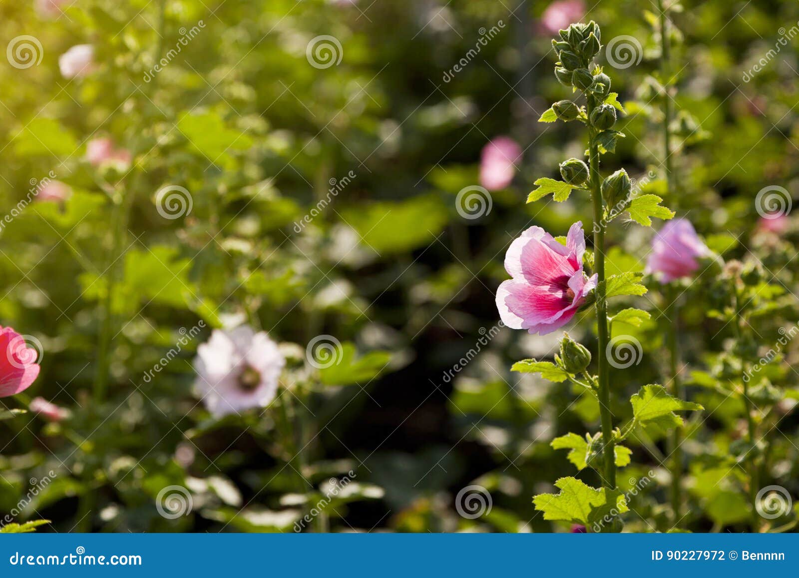 Pink Papaveraceae stock photo. Image of flower, buds - 90227972