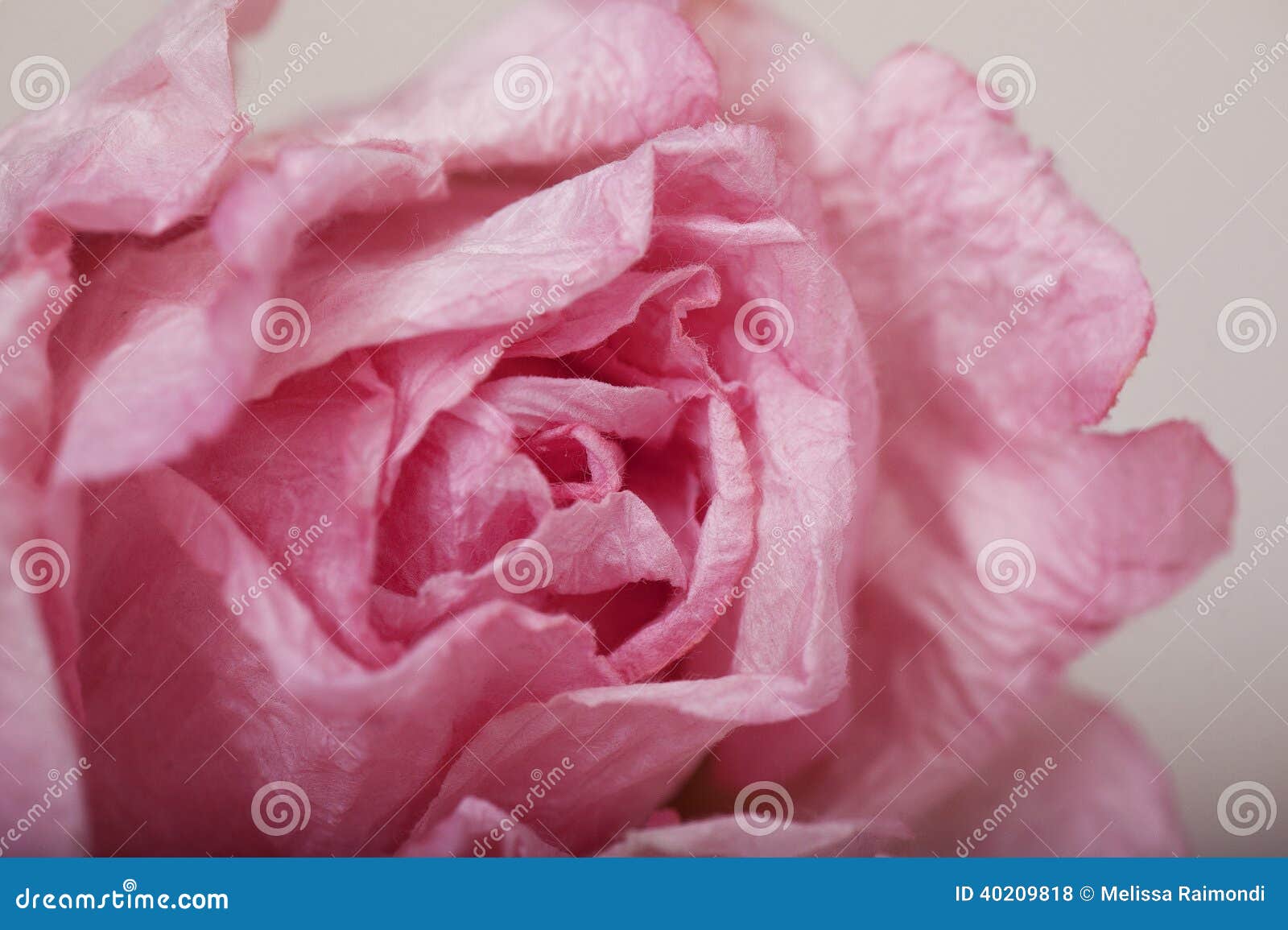 Pink Paper Rose stock photo. Image of magenta, flower - 40209818