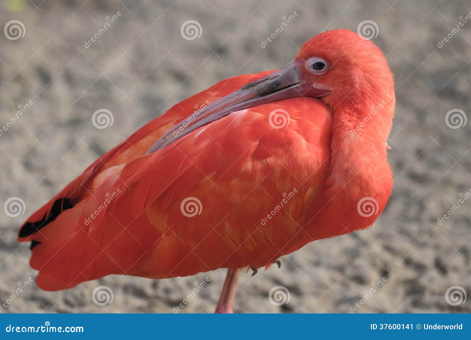 Pink Parrot stock image. Image of plumage, scarlet, nature - 37600141
