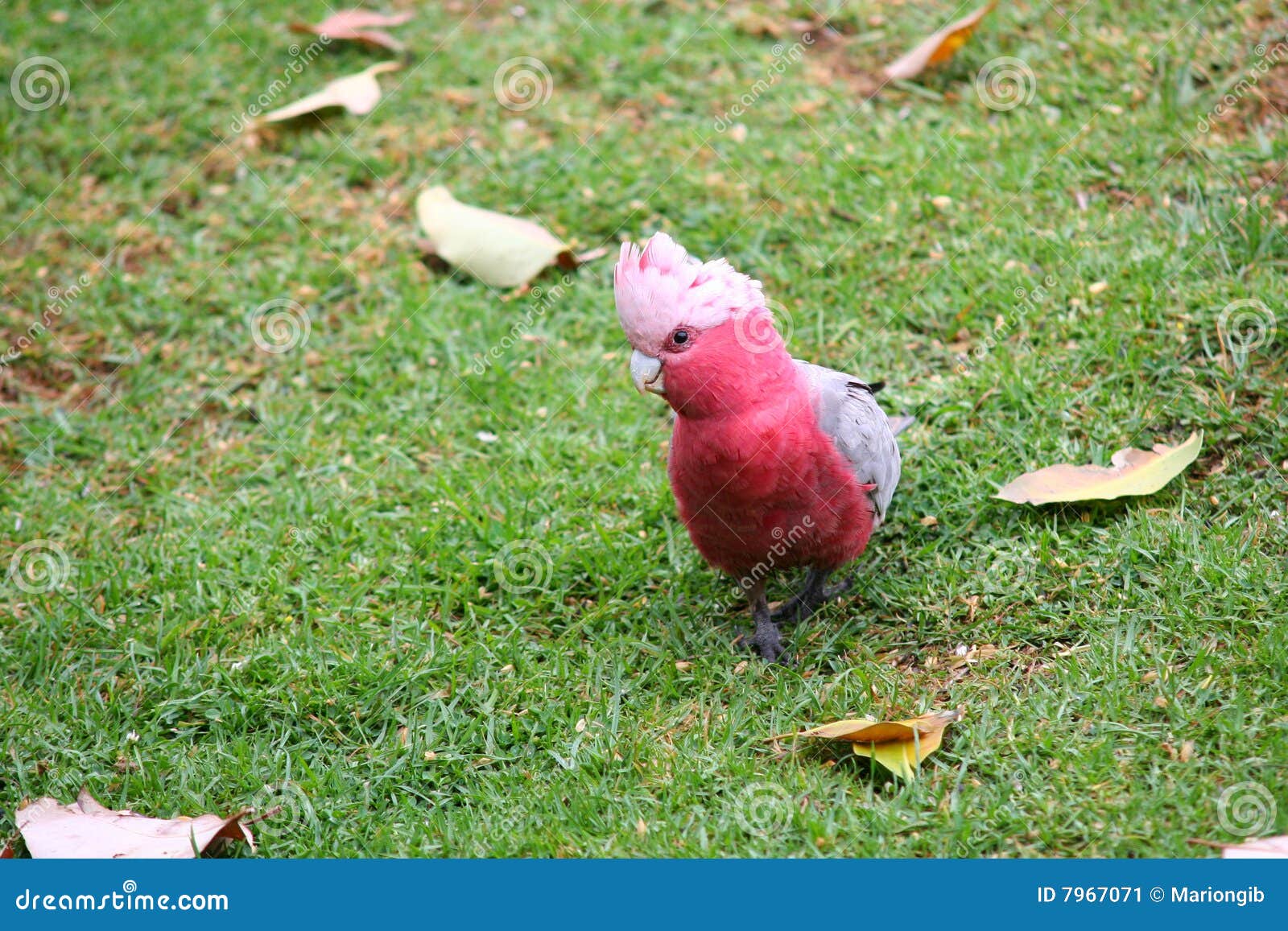 Pink Parrot stock image. Image of australia, beach, seagull - 7967071