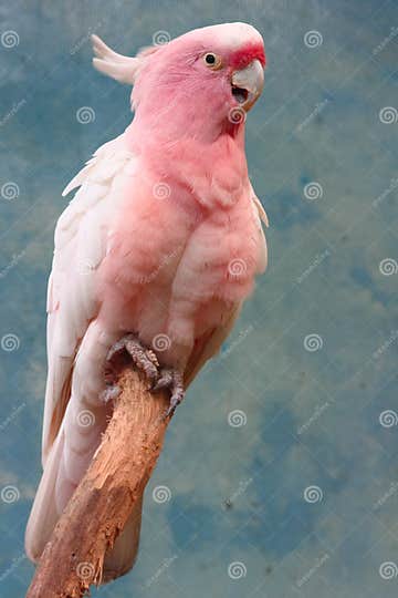 Pink Parrot stock photo. Image of beauty, parrots, fauna - 8124590