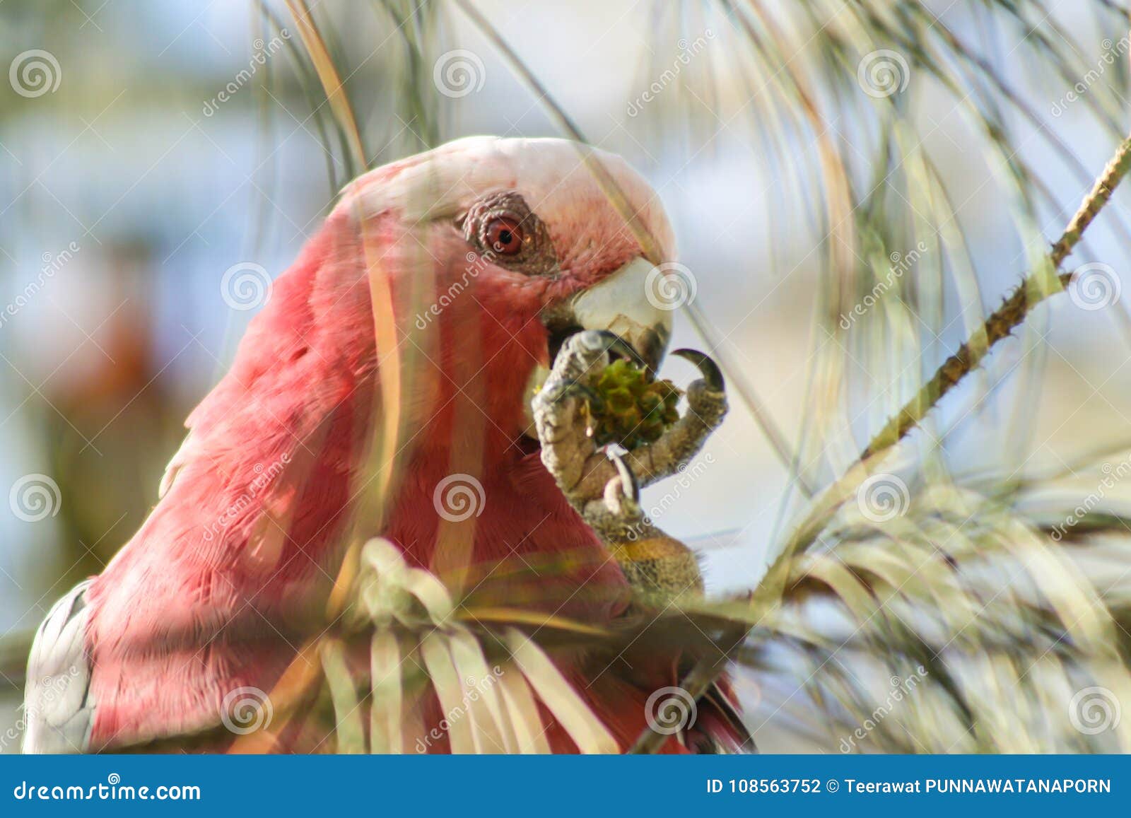 Pink parrot stock photo. Image of closeup, exotic, portrait - 108563752