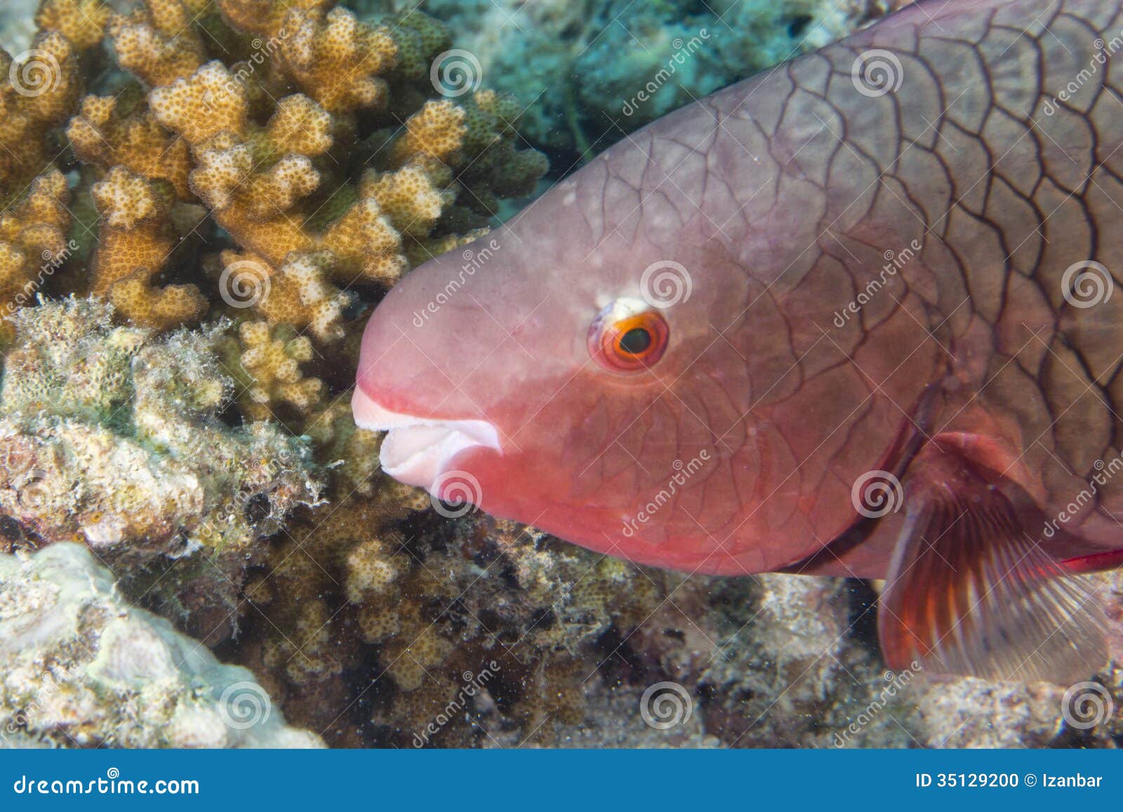A pink parrot fish stock photo. Image of nature, relax - 35129200