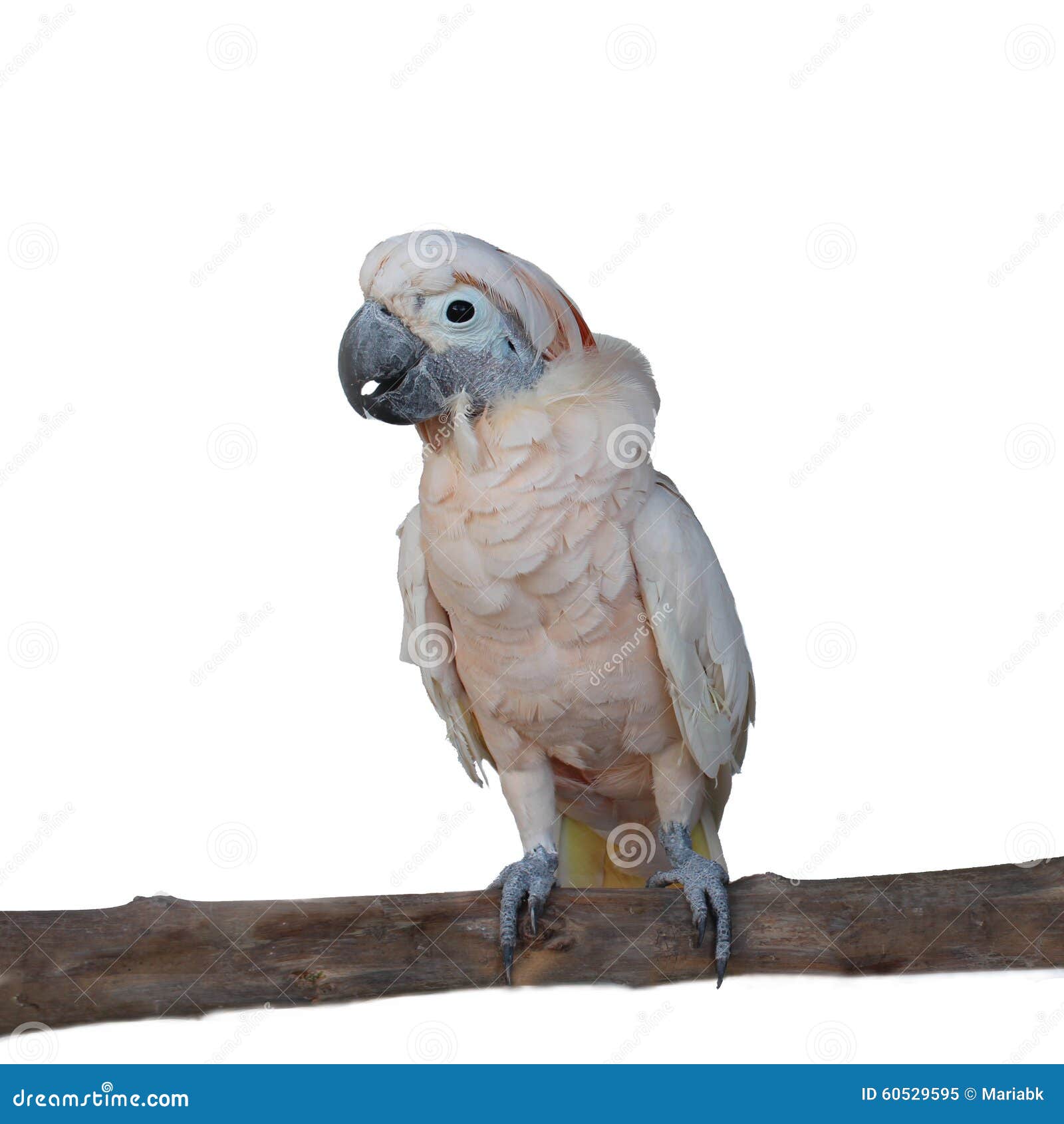 A Pink Parrot Isolated on White. Stock Image - Image of bill, animal ...