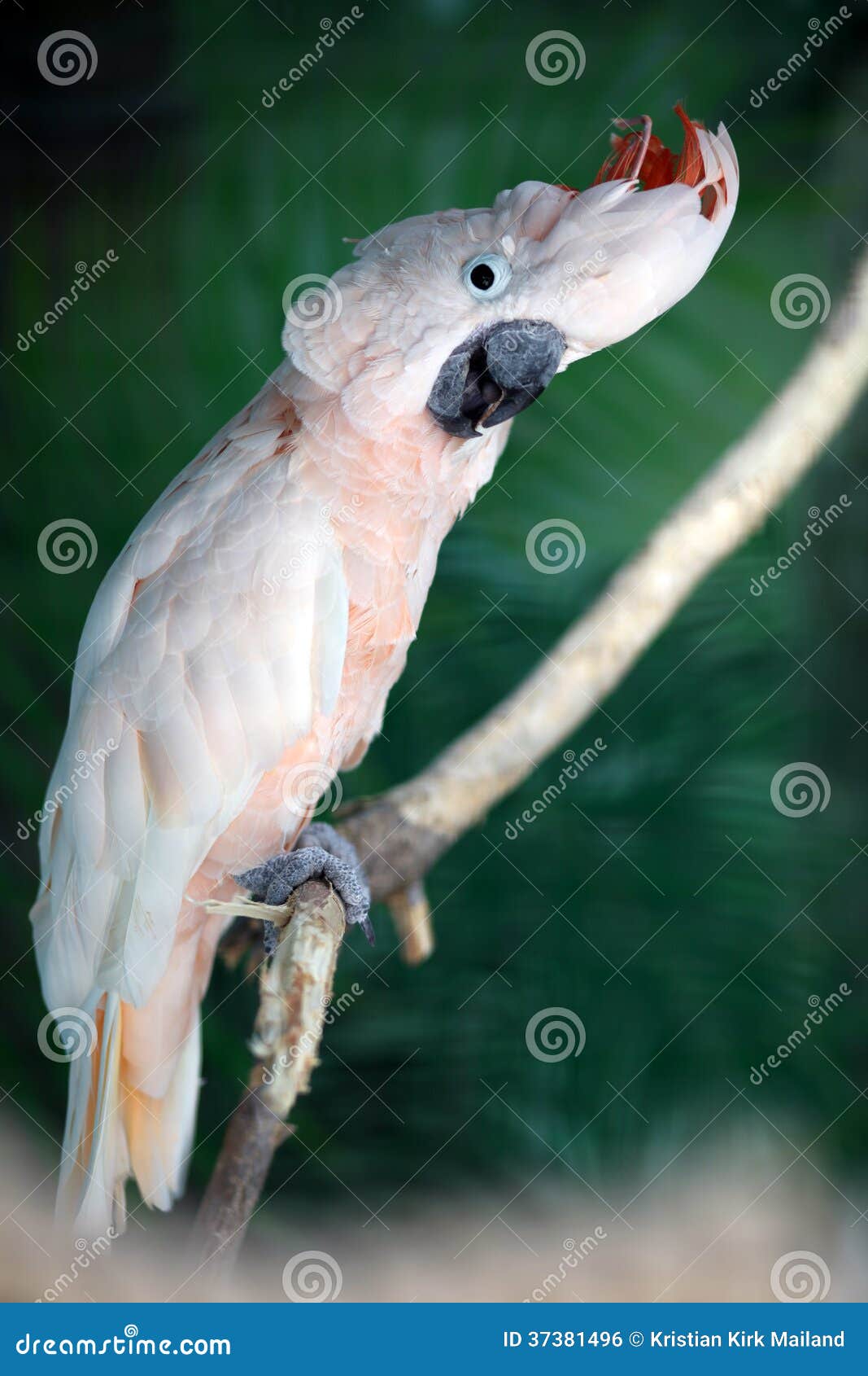 Pink parrot stock photo. Image of branch, colors, color - 37381496