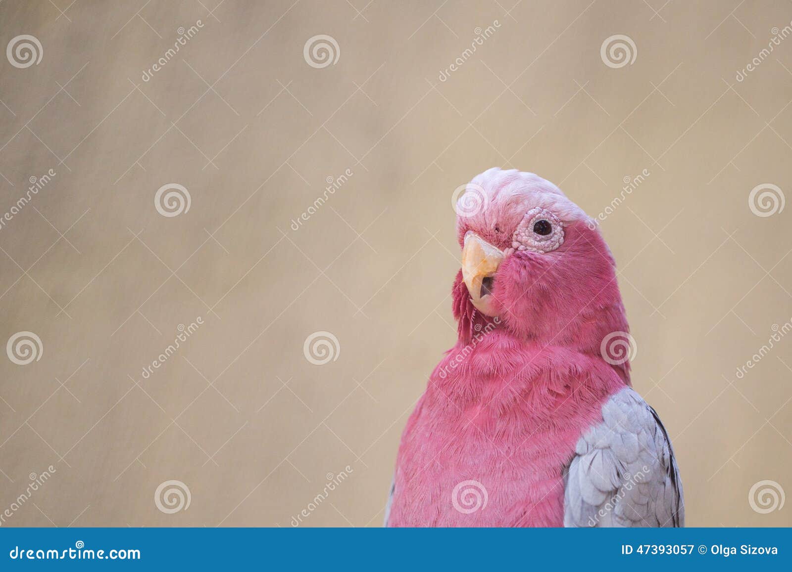 Pink parrot stock image. Image of australian, animal - 47393057