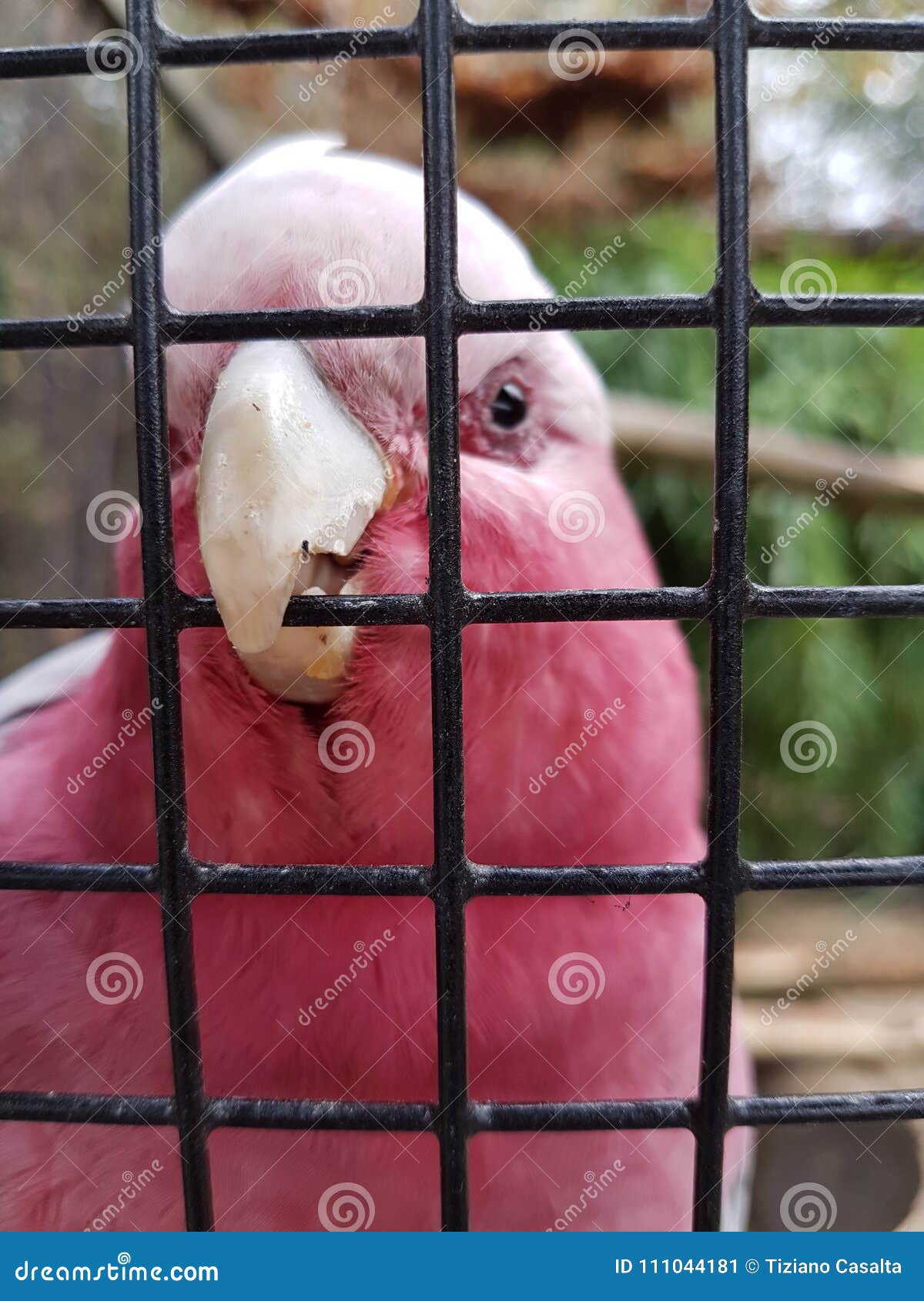 Pink parrot stock image. Image of outdoor, pink, farm - 111044181