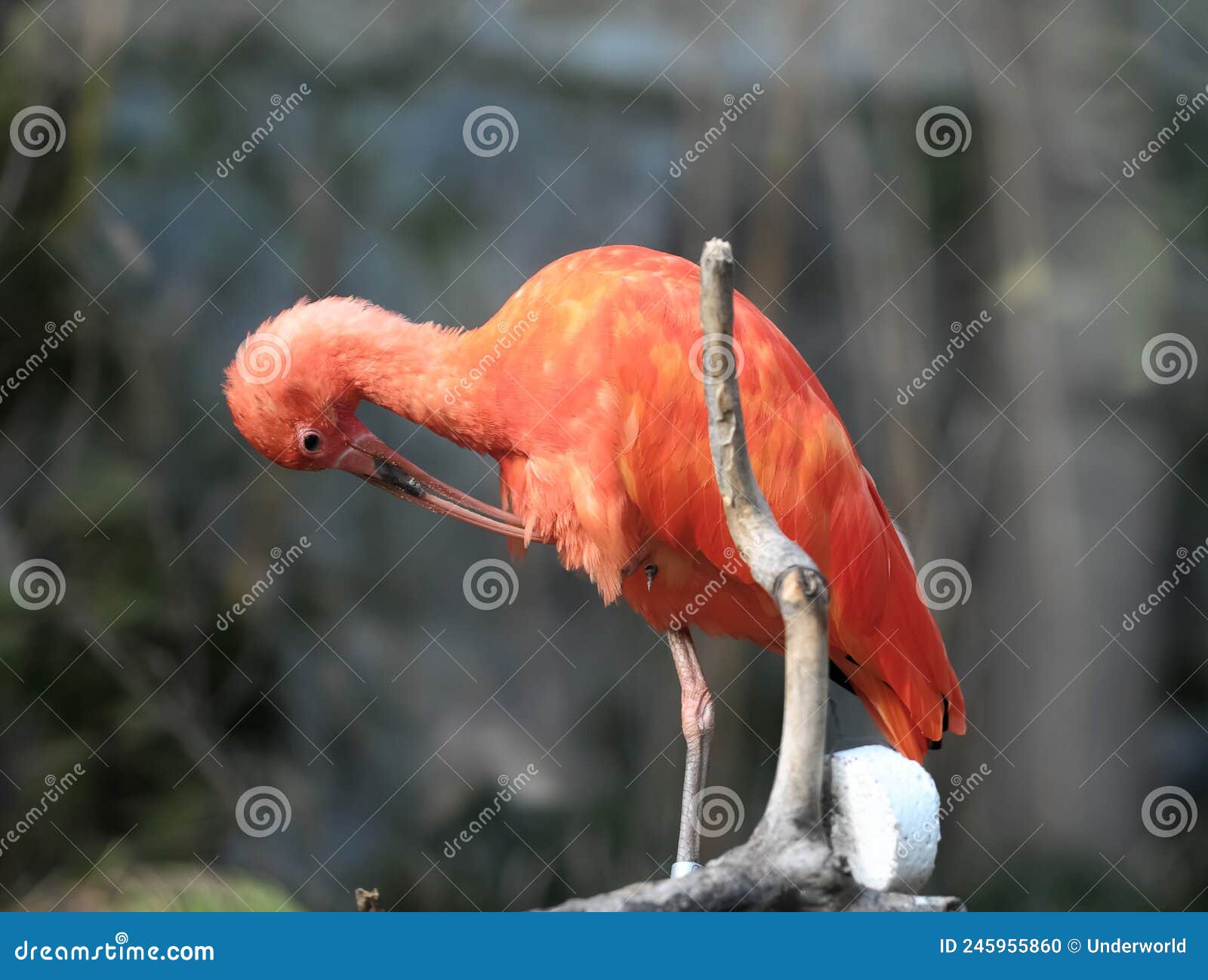 Pink Ibis stock photo. Image of colorful, eudocimus - 245955860