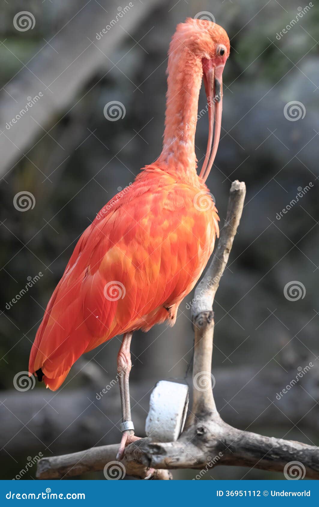 Pink Parrot stock photo. Image of plumage, long, feather - 36951112