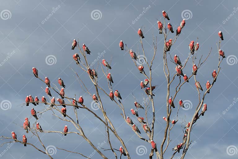 The Pink Parrot Tree stock image. Image of chat, pink, colourful - 811885