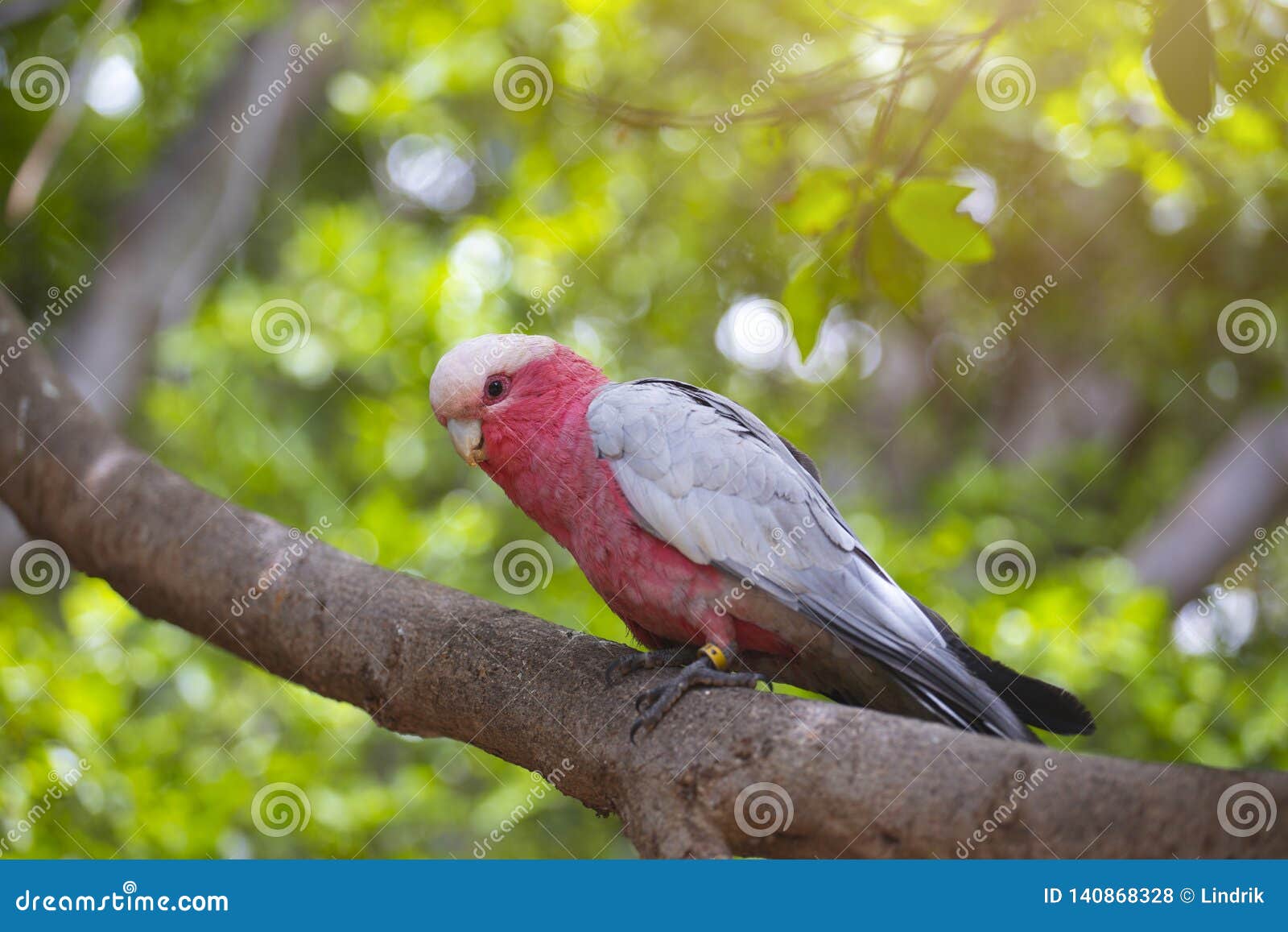 Pink parrot on the tree stock photo. Image of roseicapillus - 140868328