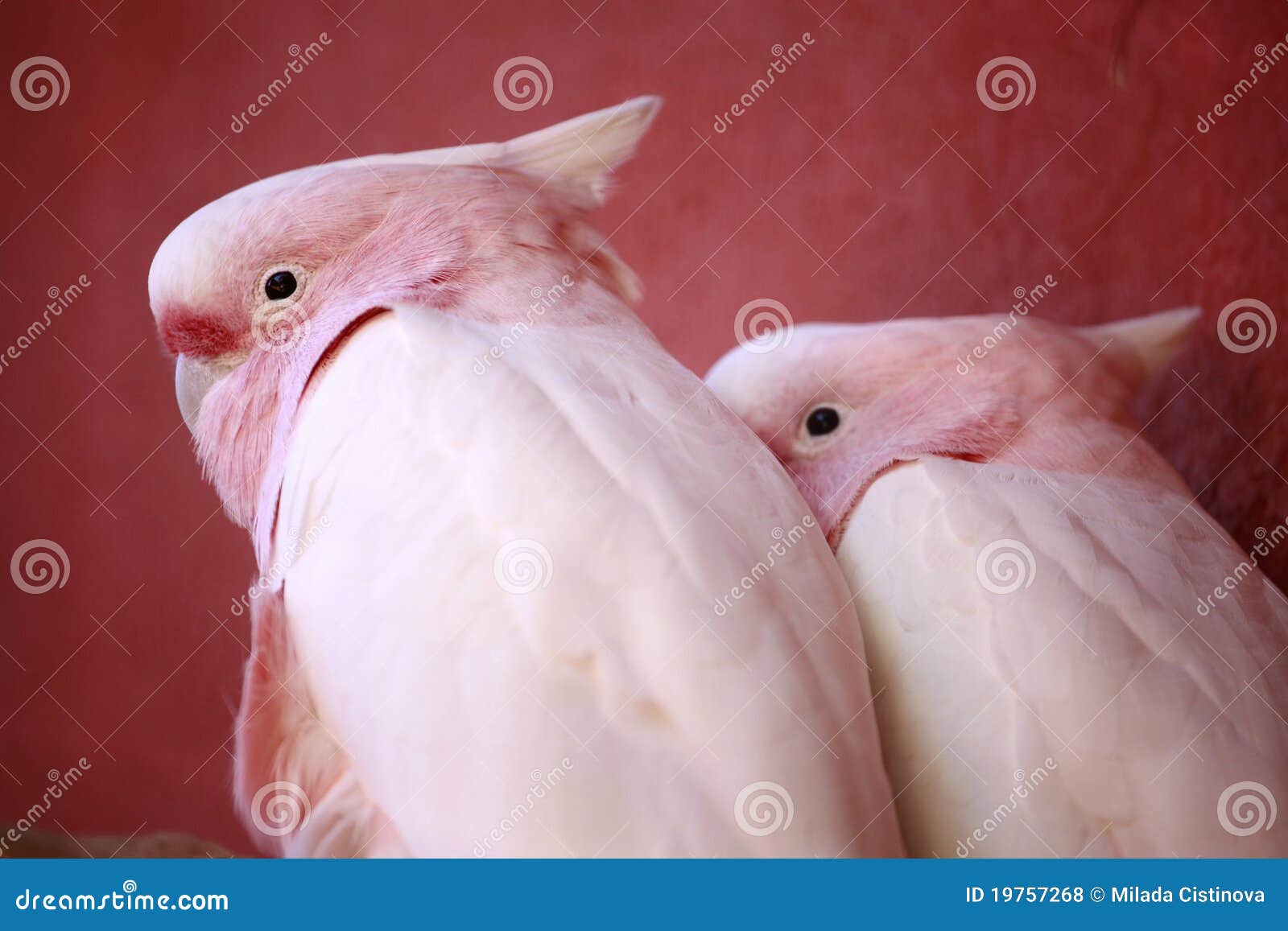 Pink Parrots Major Mitchell Stock Photo - Image of pink, friend: 19757268