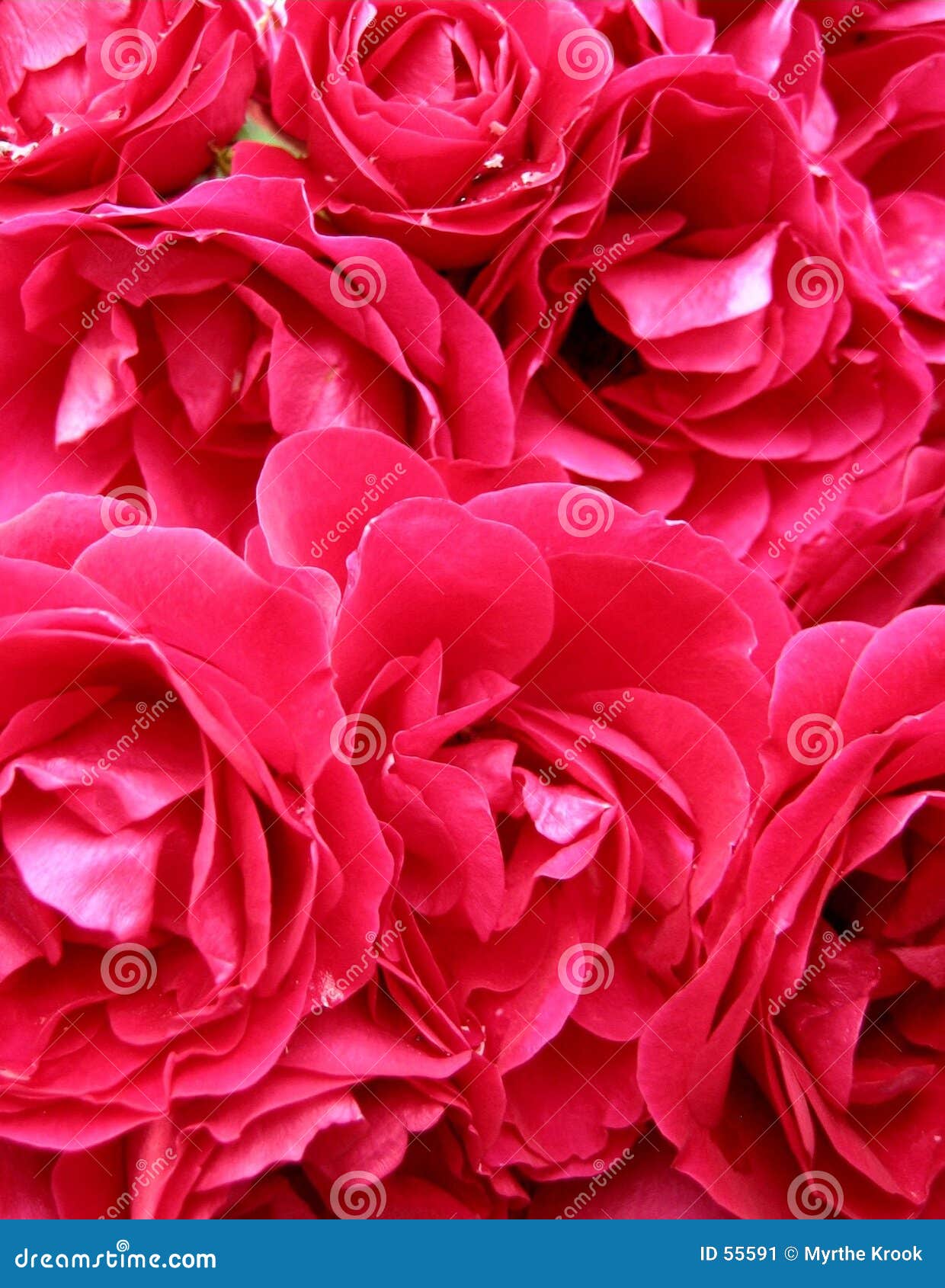 Pink passion stock image. Image of passion, romantic, flowers - 55591