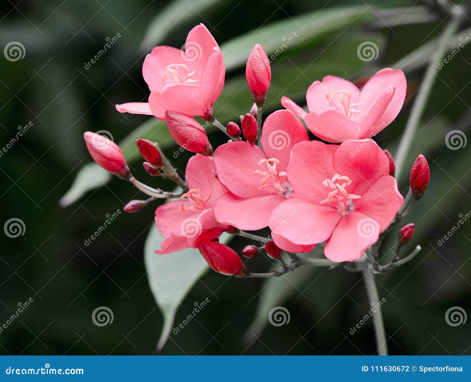Pink Jatropha Integerrima Flower in Nature Garden Stock Photo - Image ...