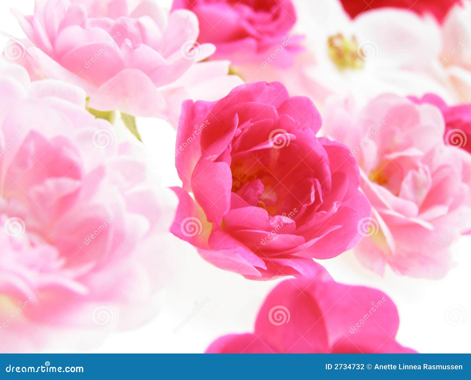 Pink pastel rose stock photo. Image of blossom, background - 2734732
