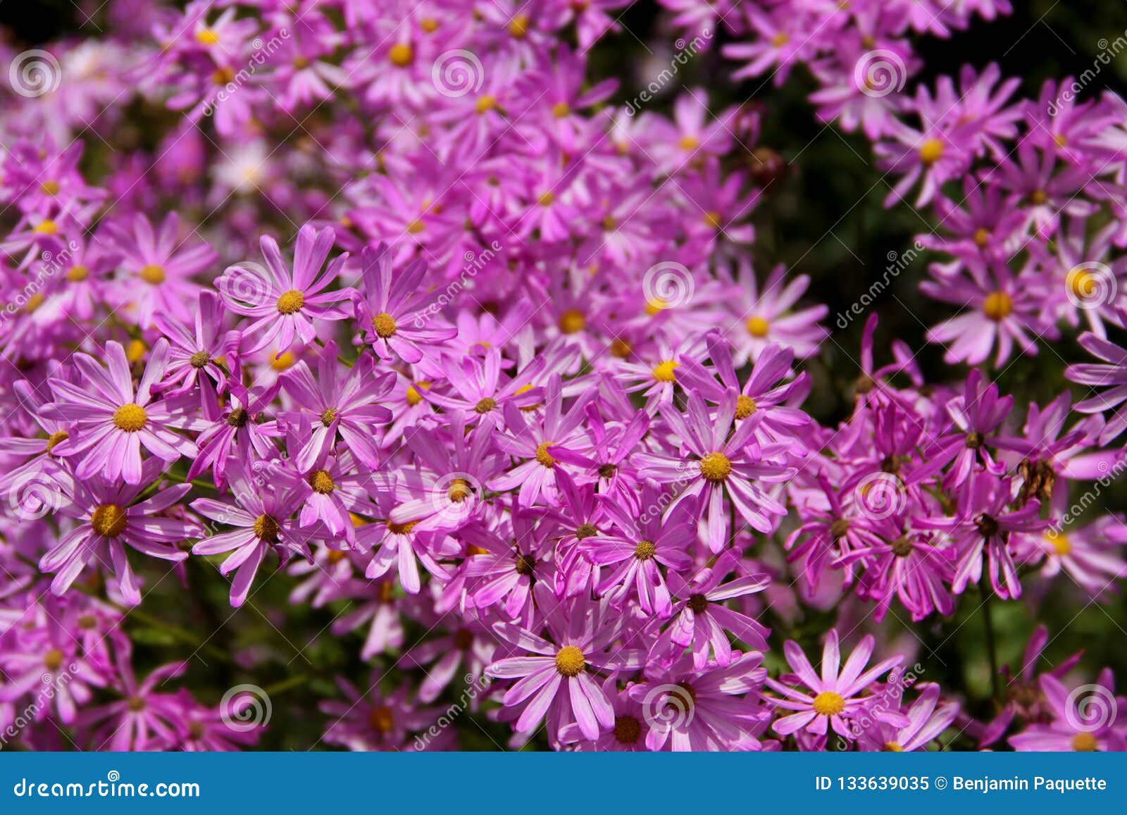 Pink Patch of Flowers in a Field Stock Image - Image of petal, plant ...