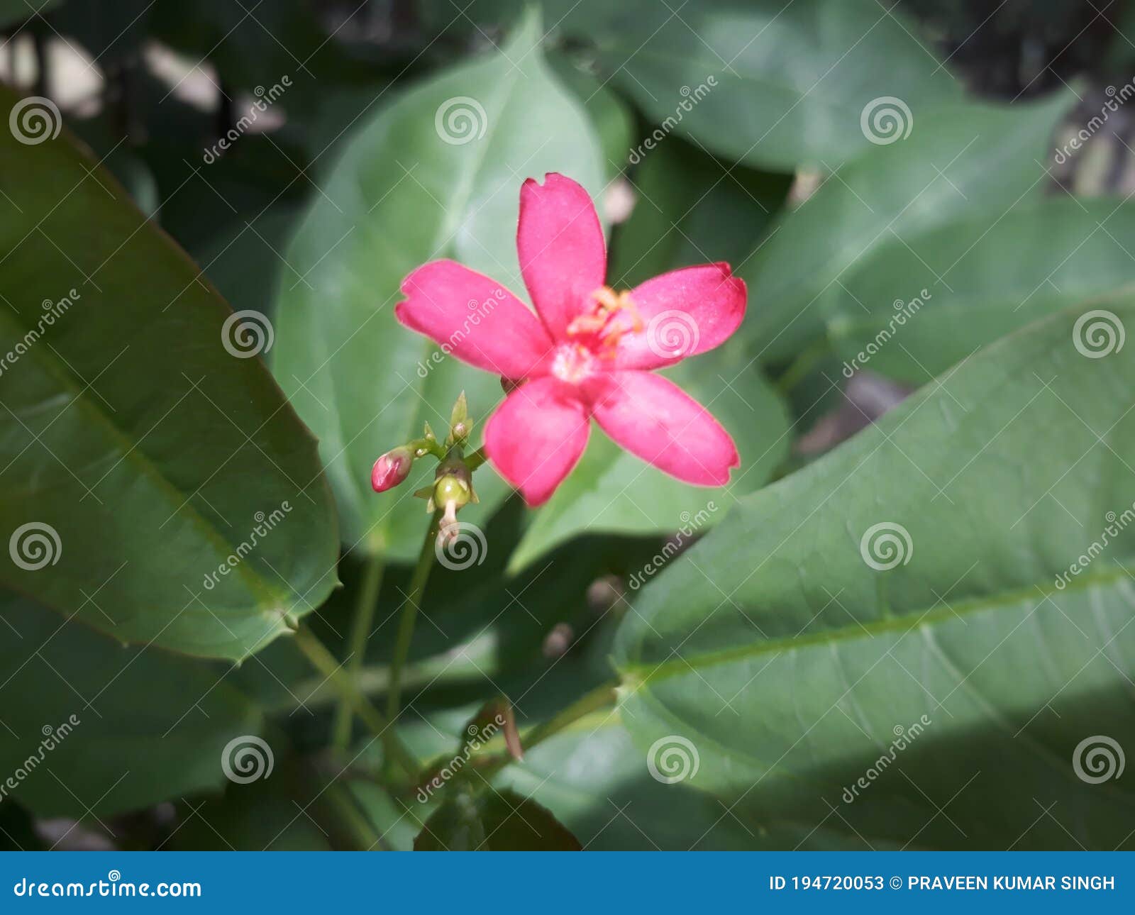 Geern Stock Photos - Free & Royalty-Free Stock Photos from Dreamstime