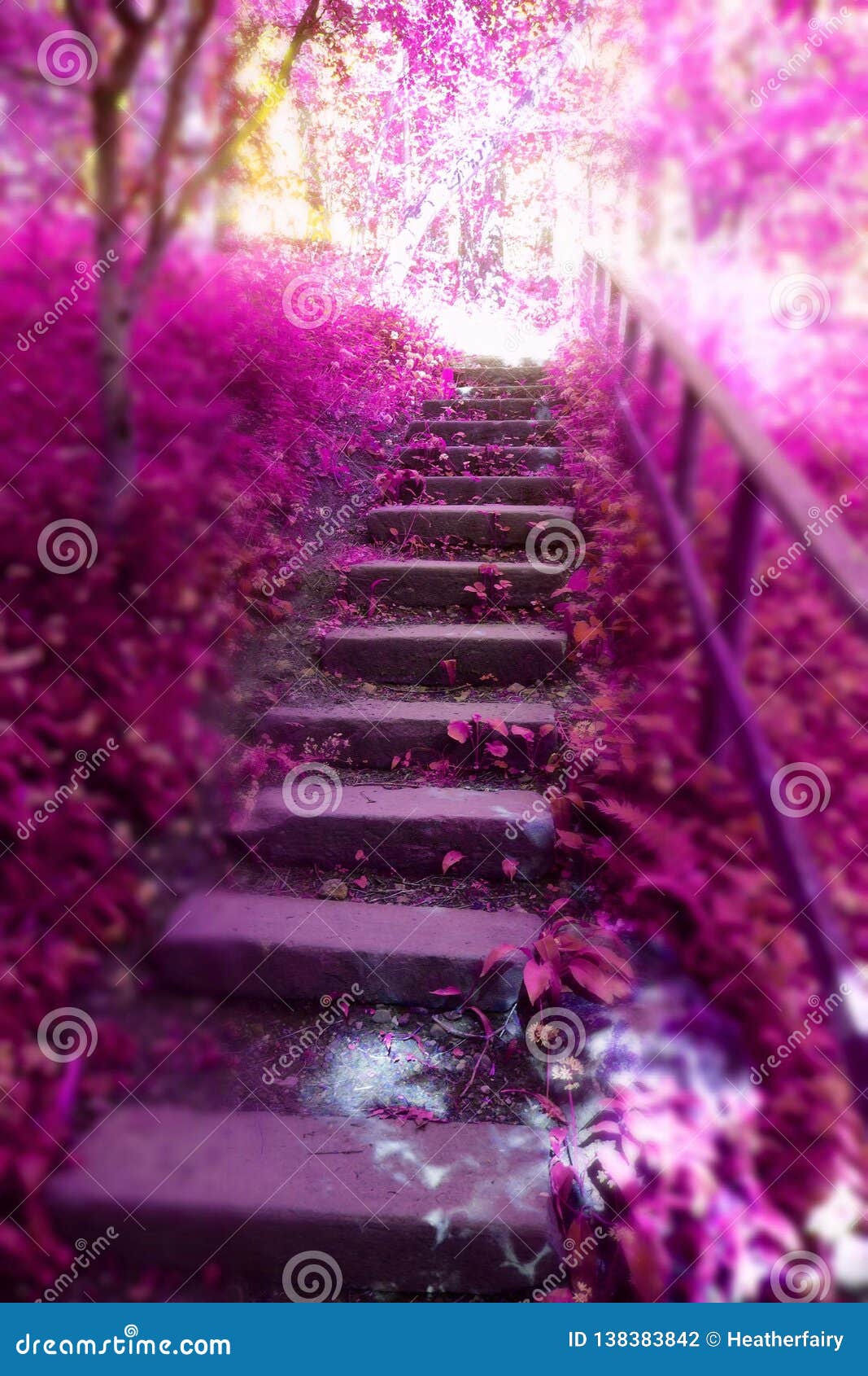 Pink Path stock photo. Image of path, dreamland, dreamy - 138383842
