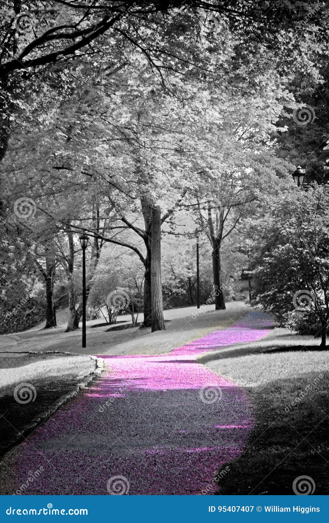 Pink path stock image. Image of pink, trees, pathway - 95407407