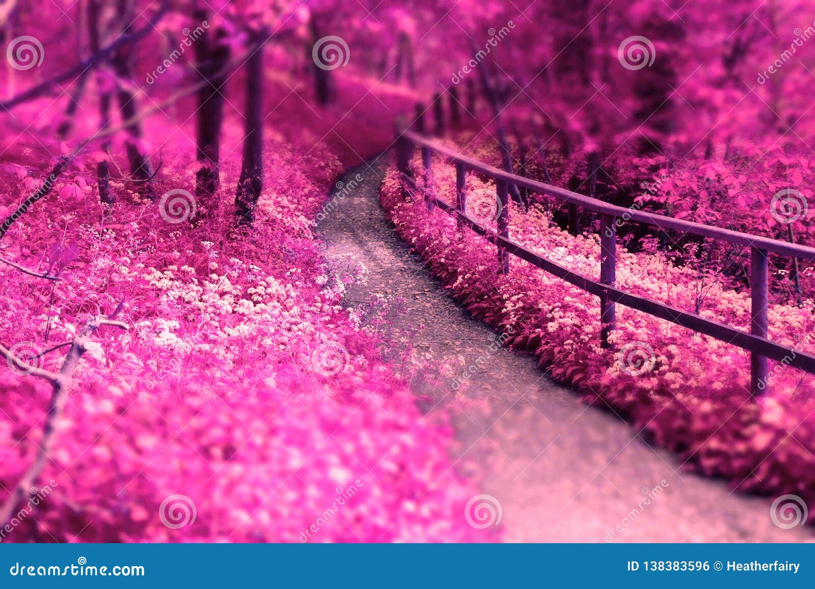 Pink Pathway stock photo. Image of colours, pink, photograph - 138383596